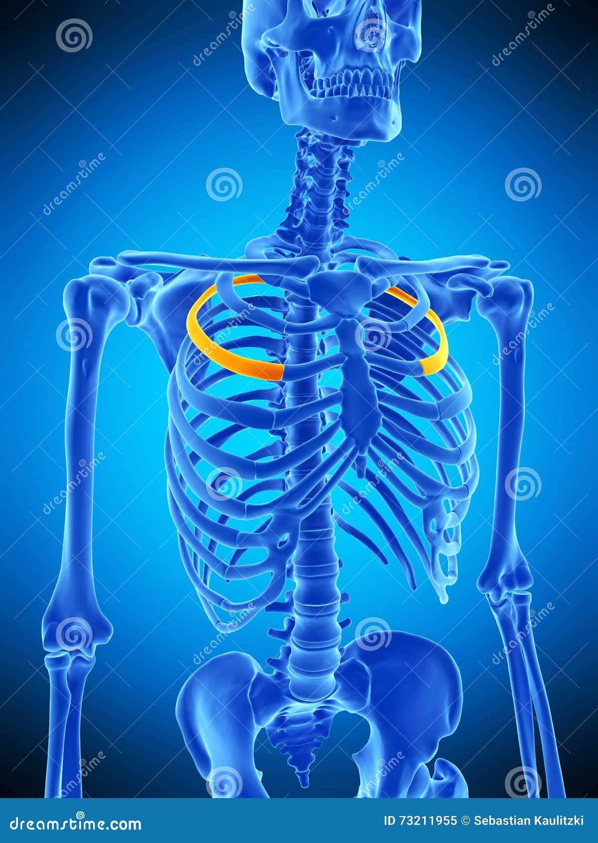 The third rib stock illustration. Illustration of rendering - 73211955