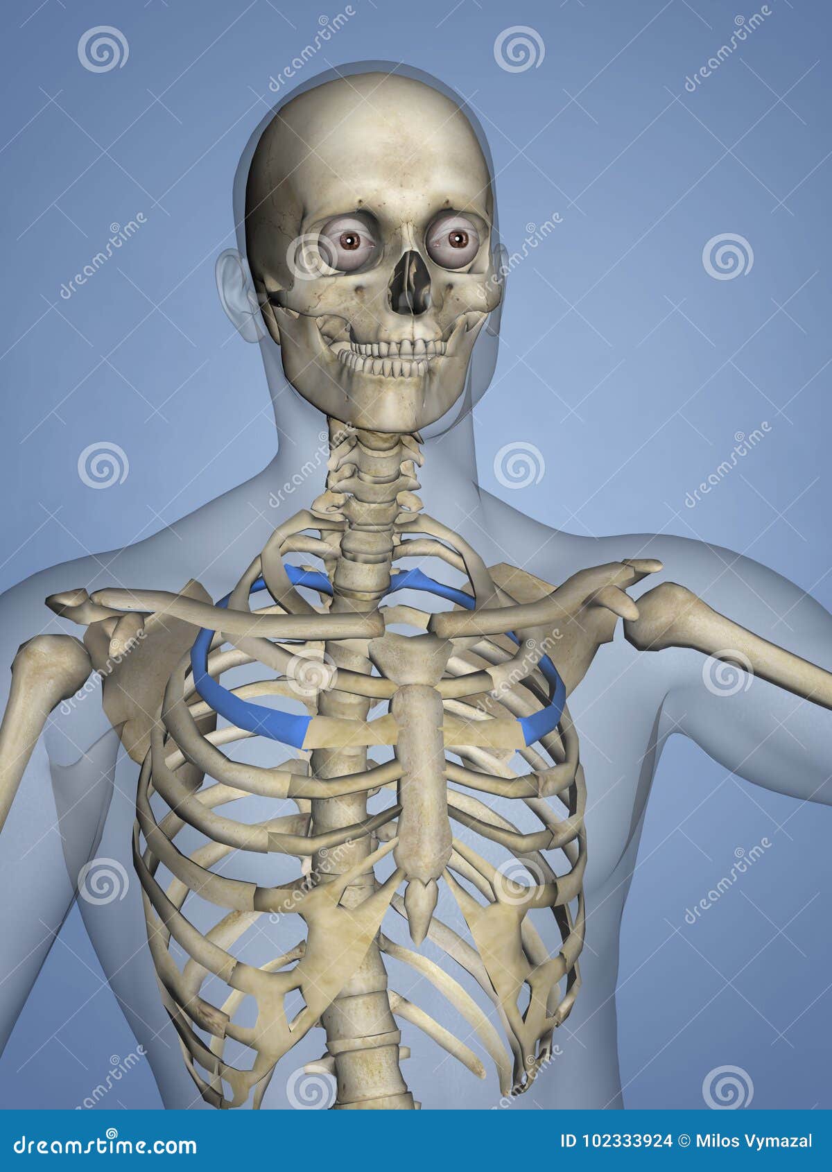 Third Rib, Rib Cage, 3D Model Stock Illustration - Illustration of ...