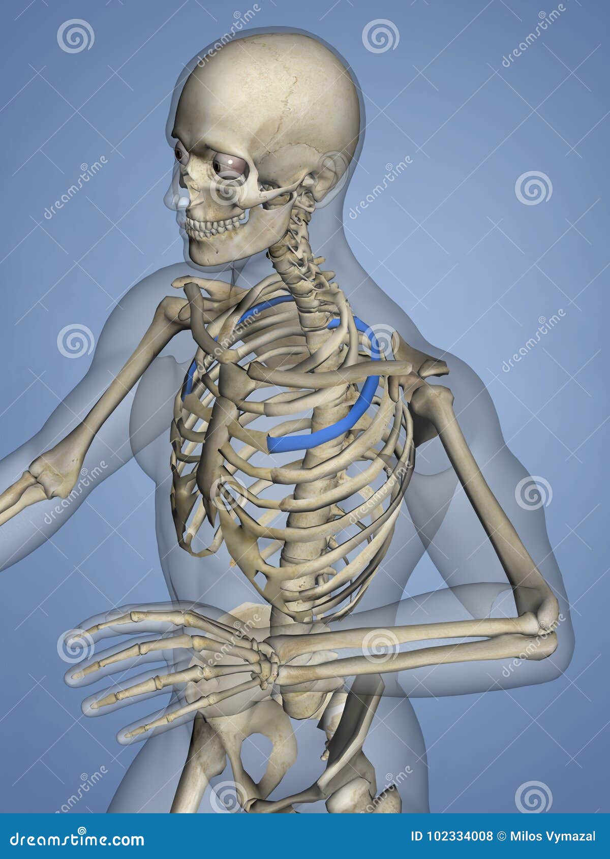 Third Rib, Rib Cage, 3D Model Stock Illustration - Illustration of ...