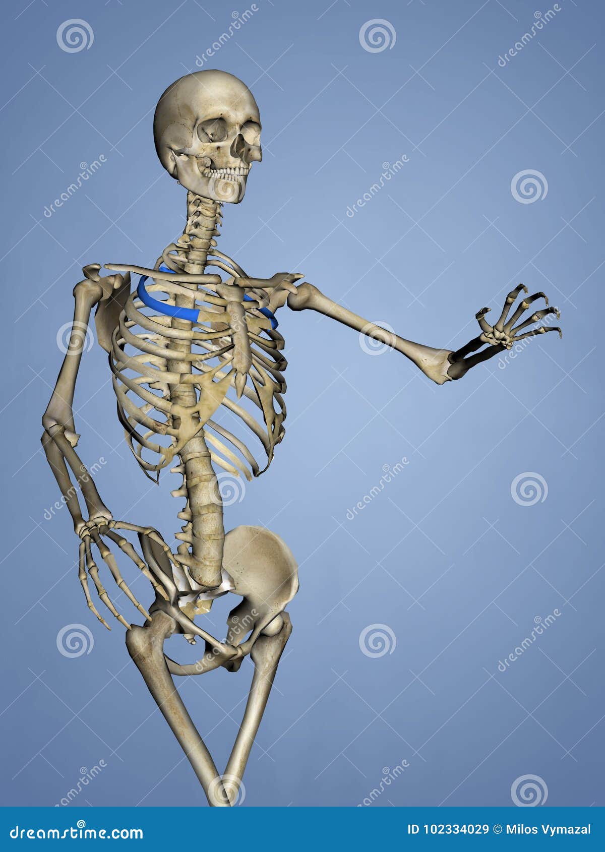 Third Rib, Rib Cage, 3D Model Stock Illustration - Illustration of ...