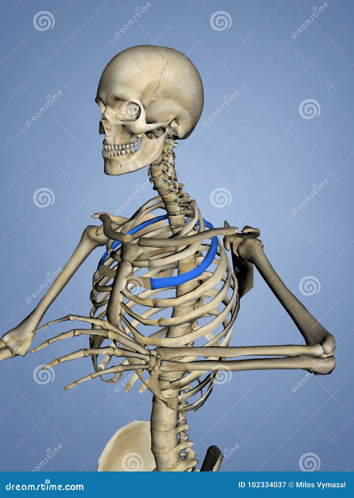 Third Rib, Rib Cage, 3D Model Stock Illustration - Illustration of ...