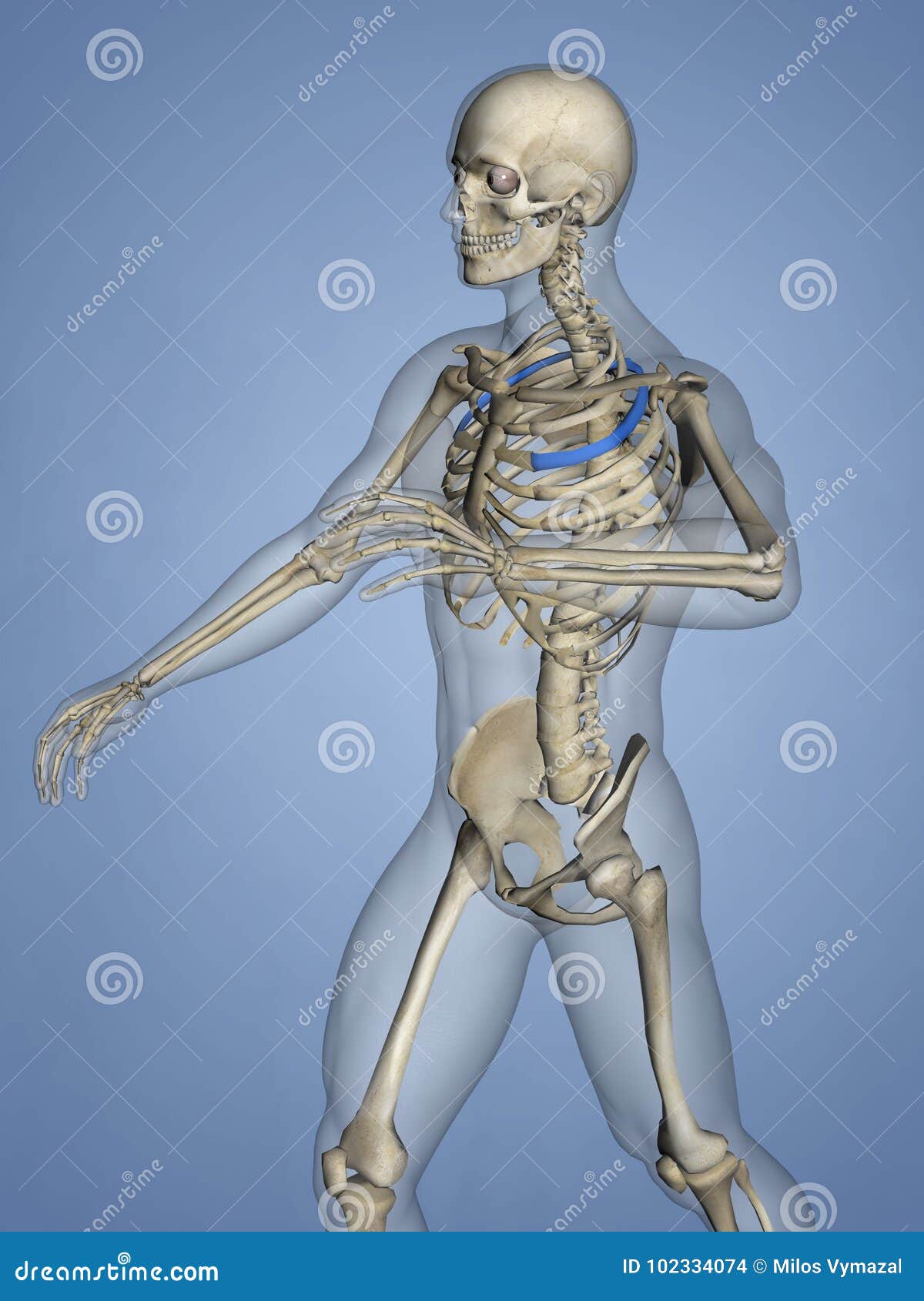 Third Rib, Rib Cage, 3D Model Stock Illustration - Illustration of cage ...