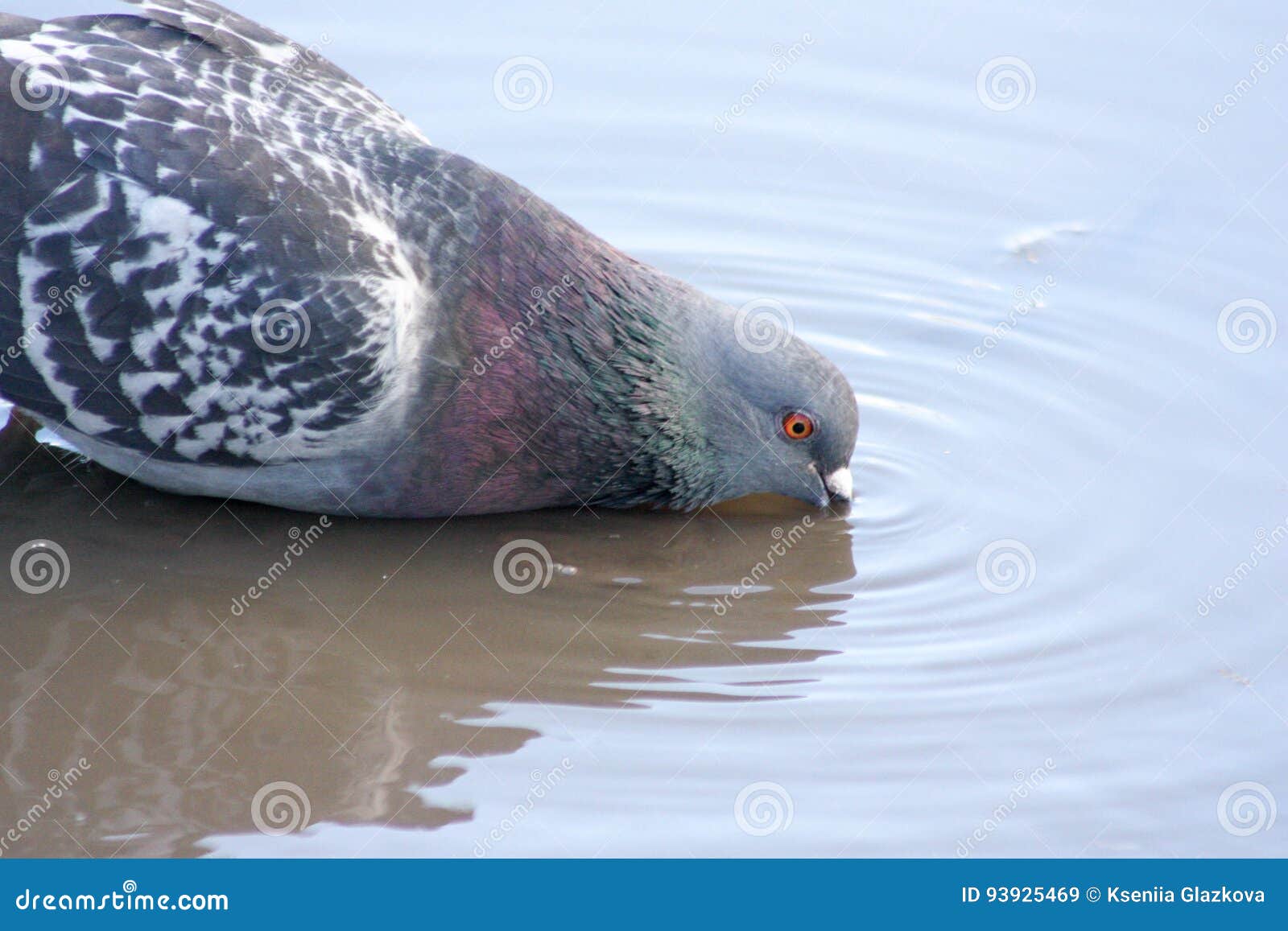 Dove Drinking Water From A Puddle Stock Photography | CartoonDealer.com ...