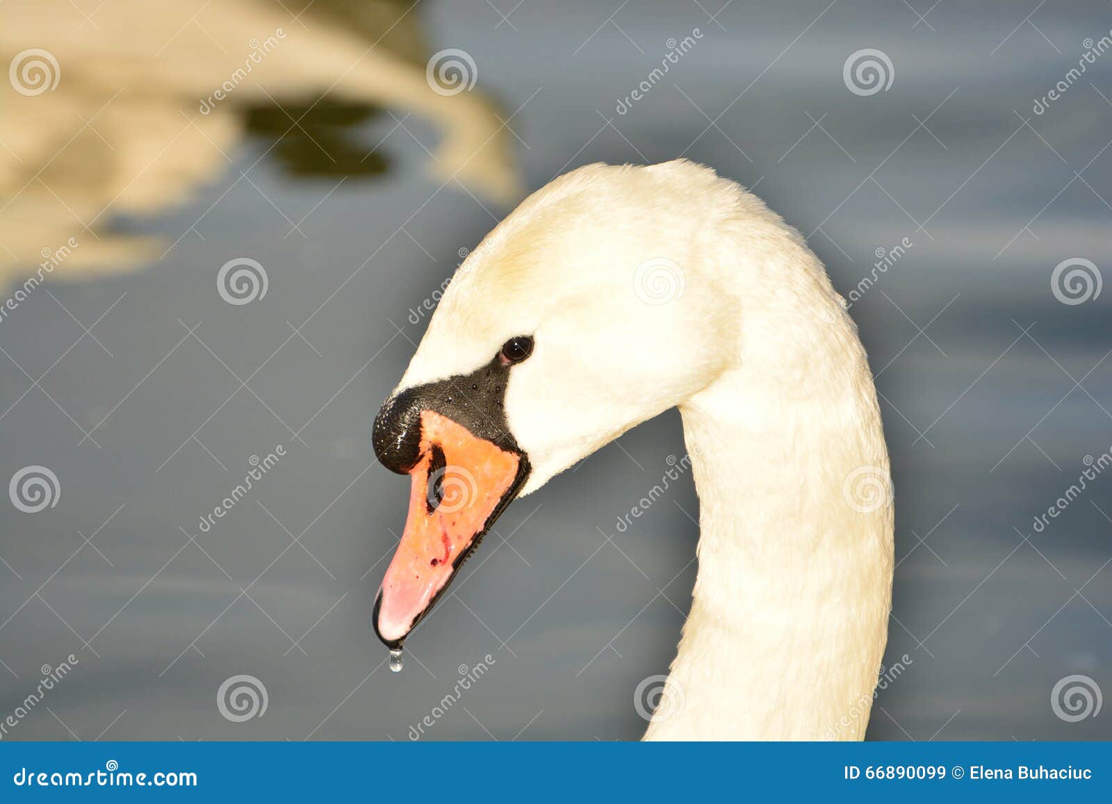 Thirst drop stock image. Image of thirsty, time, nature - 66890099
