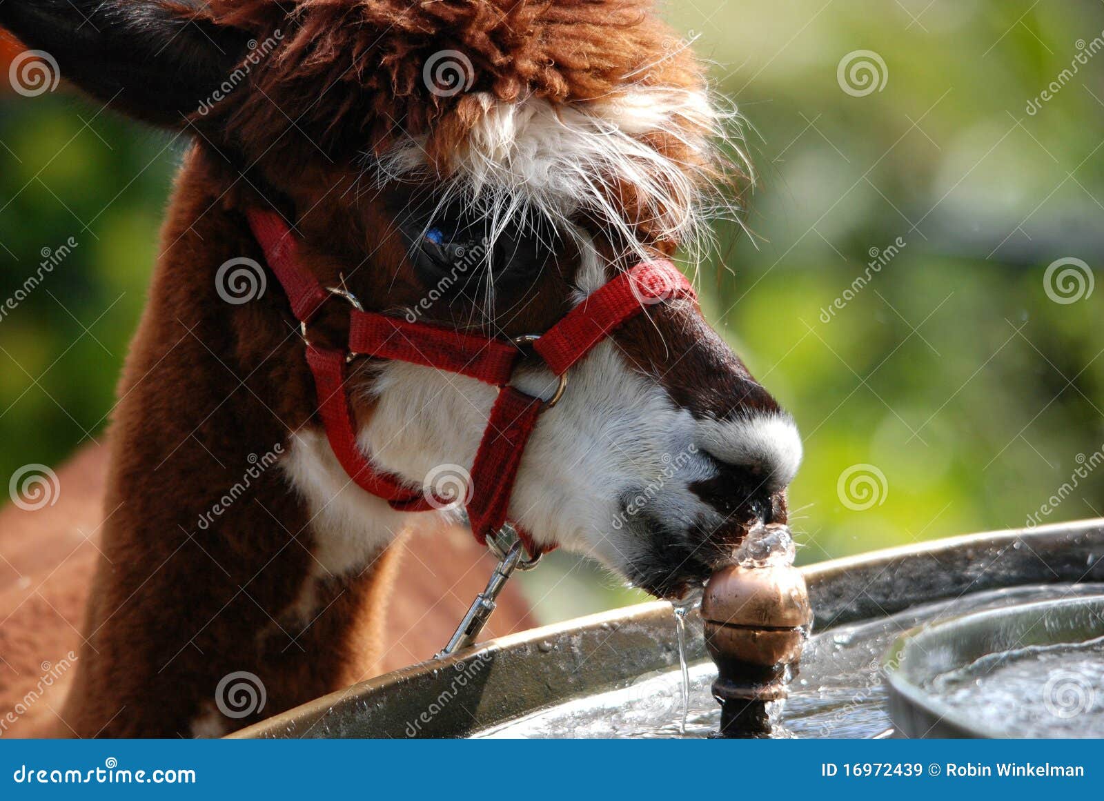 Thirsty alpaca stock image. Image of drinking, alpaca - 16972439