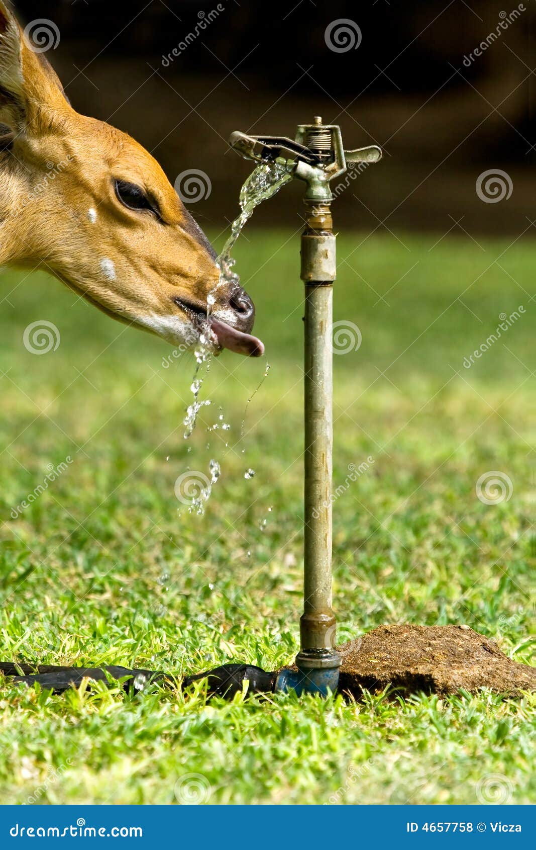 Thirsty Animal stock photo. Image of drinking, nature - 4657758
