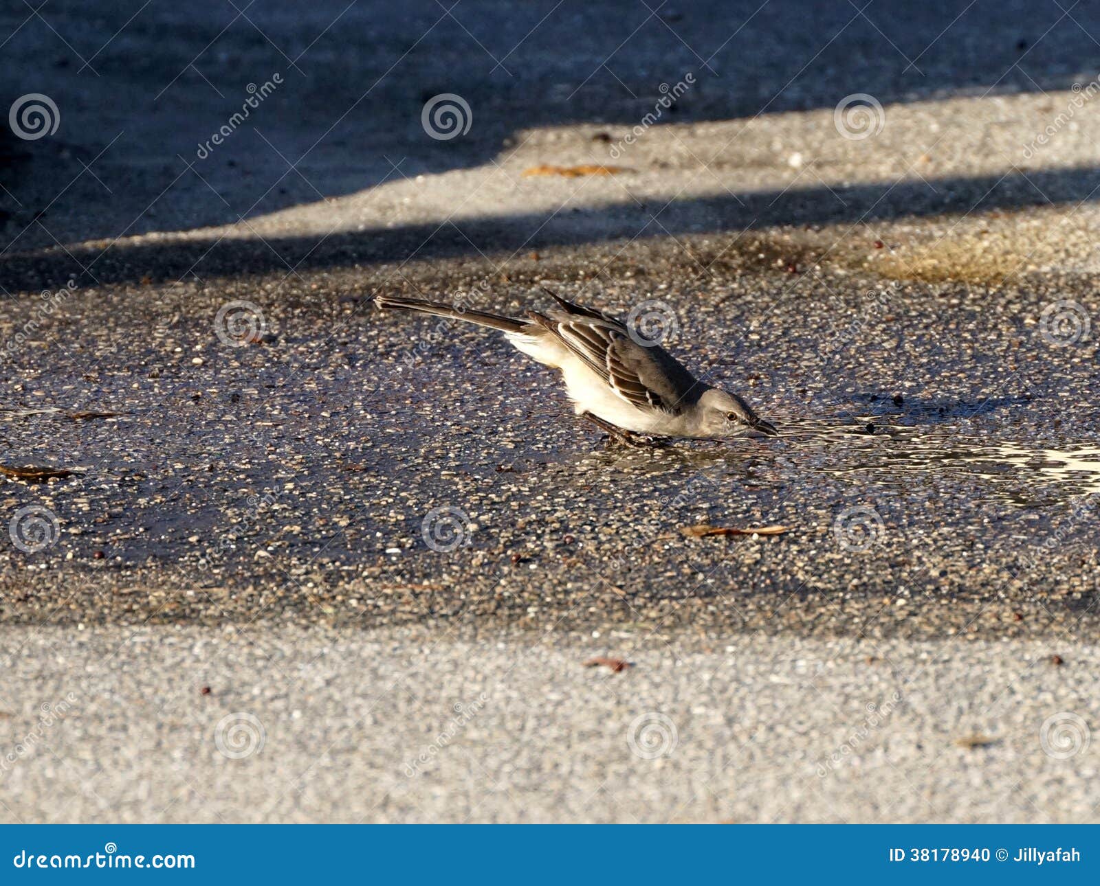 Thirsty Bird stock photo. Image of northern, water, wildlife - 38178940