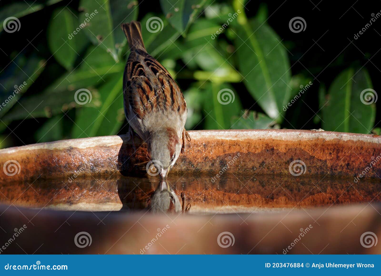 A thirsty bird drink water stock photo. Image of beak - 203476884