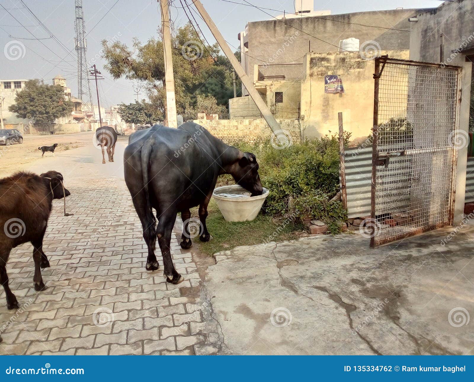Buffelo drink water stock photo. Image of buffelos, thirsty - 135334762