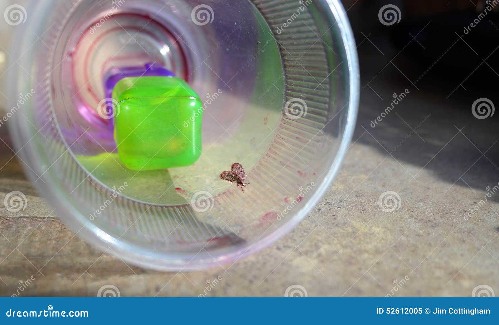 Thirsty Bug in Drink glass stock image. Image of drink - 52612005