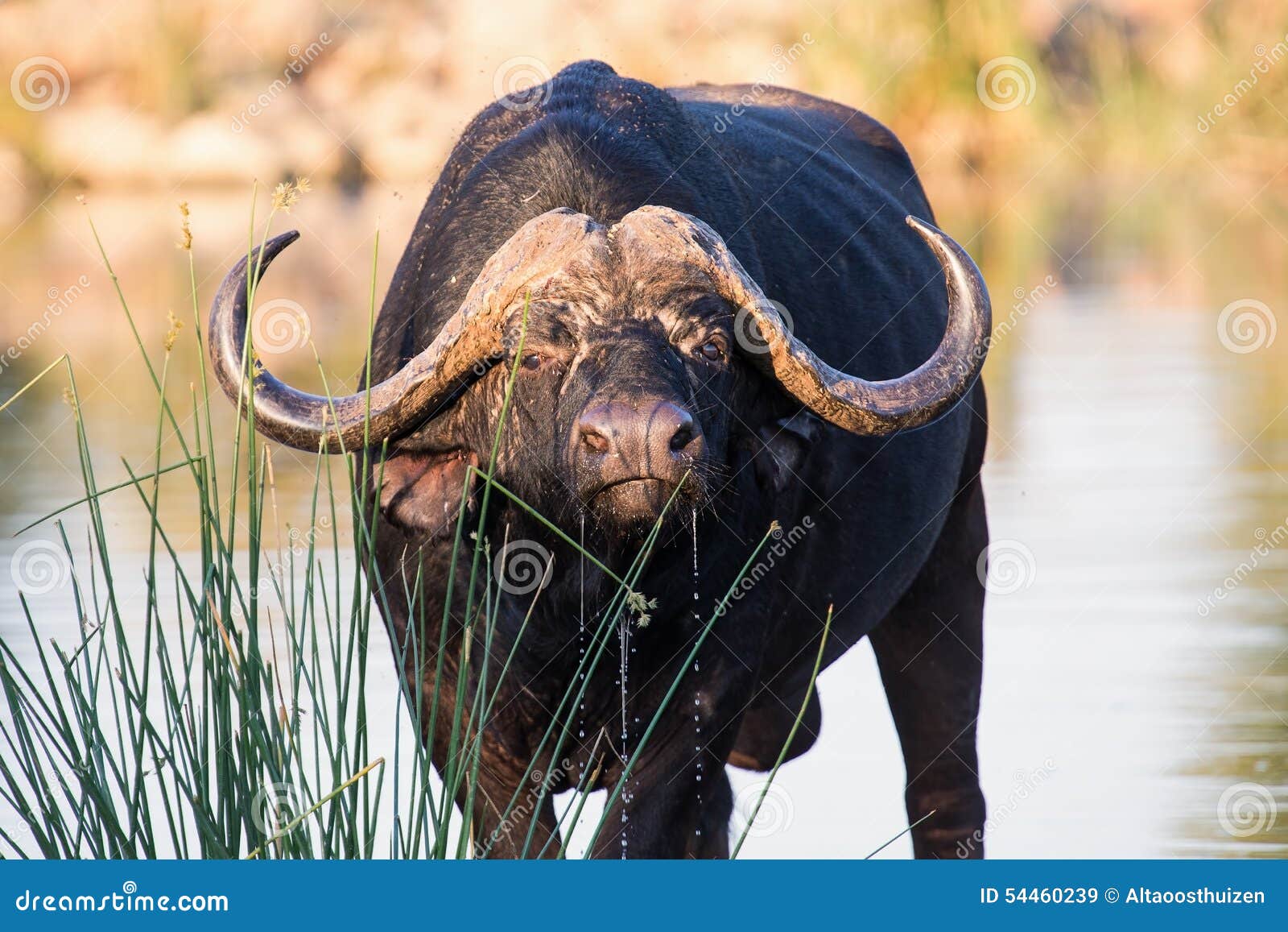 Thirsty Cape Buffalo Bull Drinking Water from Pond Stock Image - Image ...
