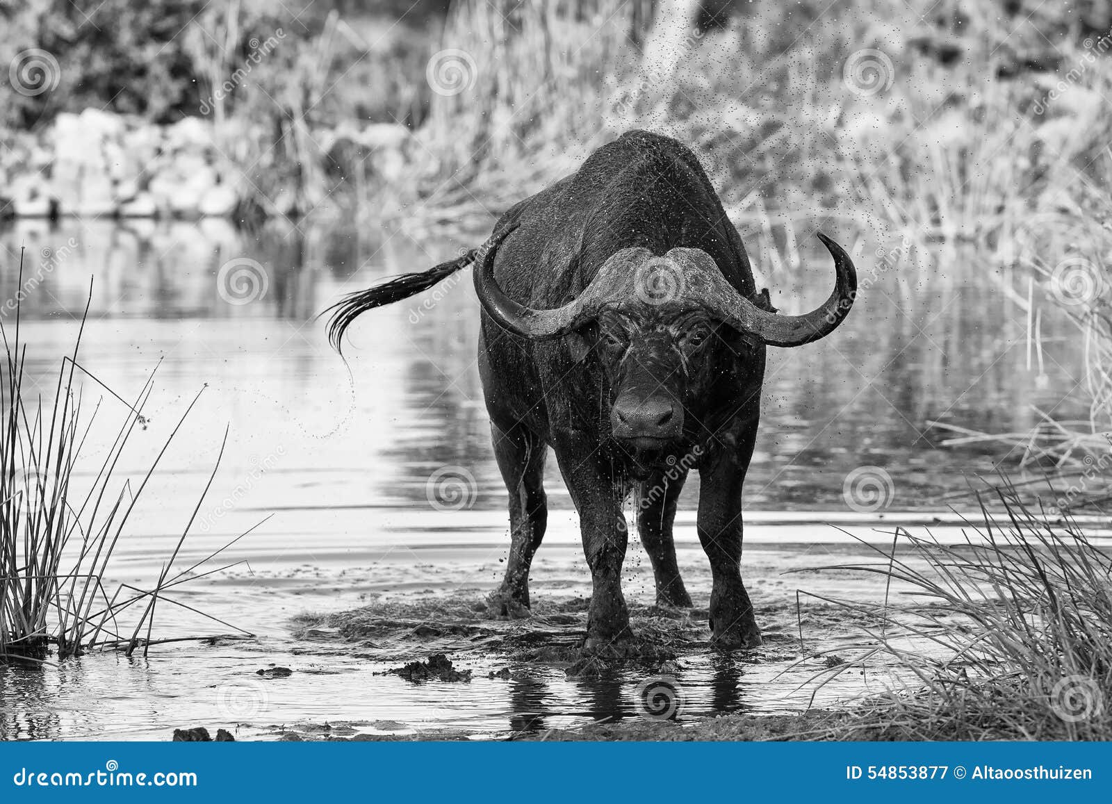 Thirsty Cape Buffalo Bull Drinking Water from Pond Artistic Conversion ...