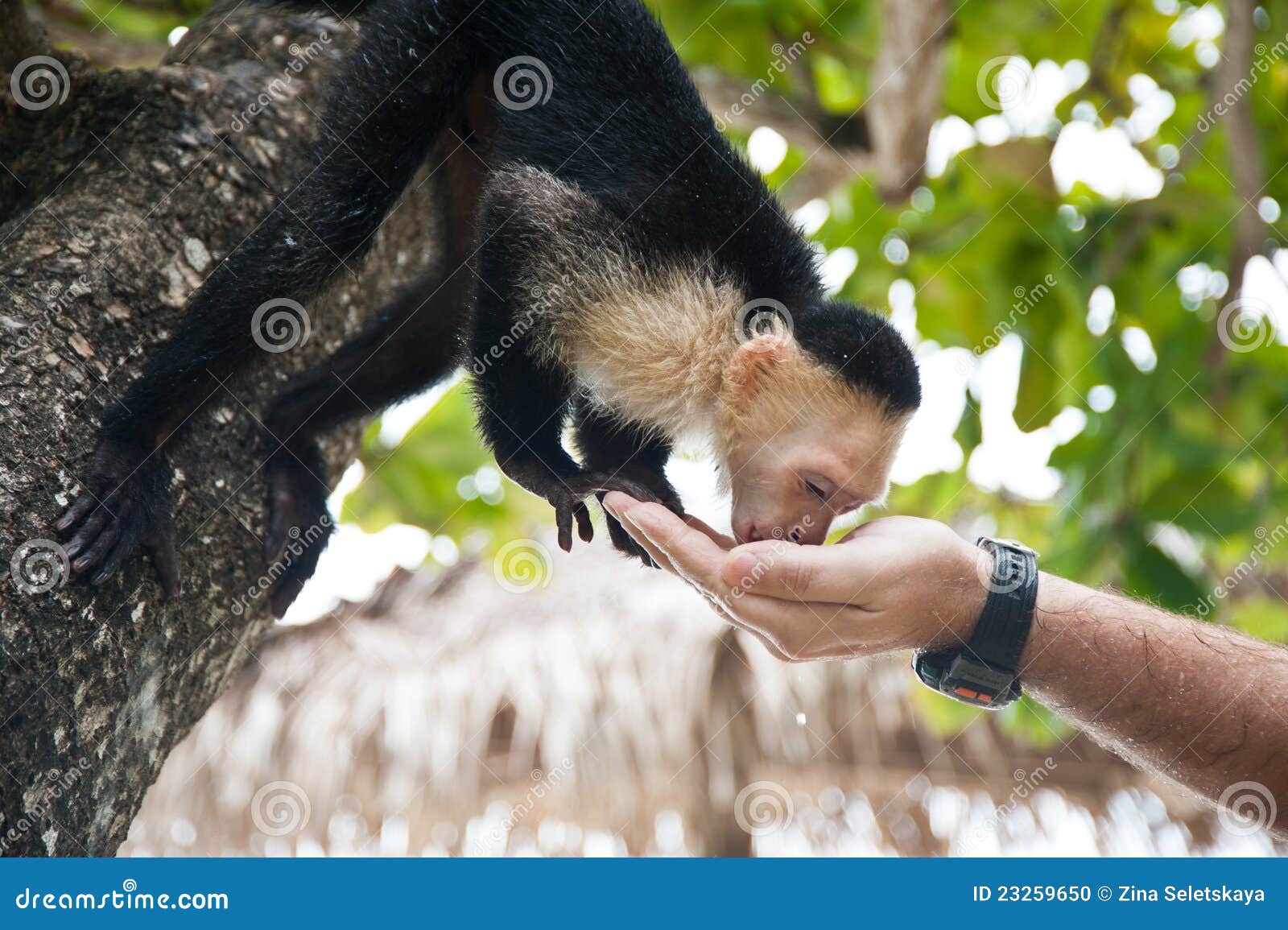 Thirsty capuchin stock photo. Image of care, wild, wildlife - 23259650
