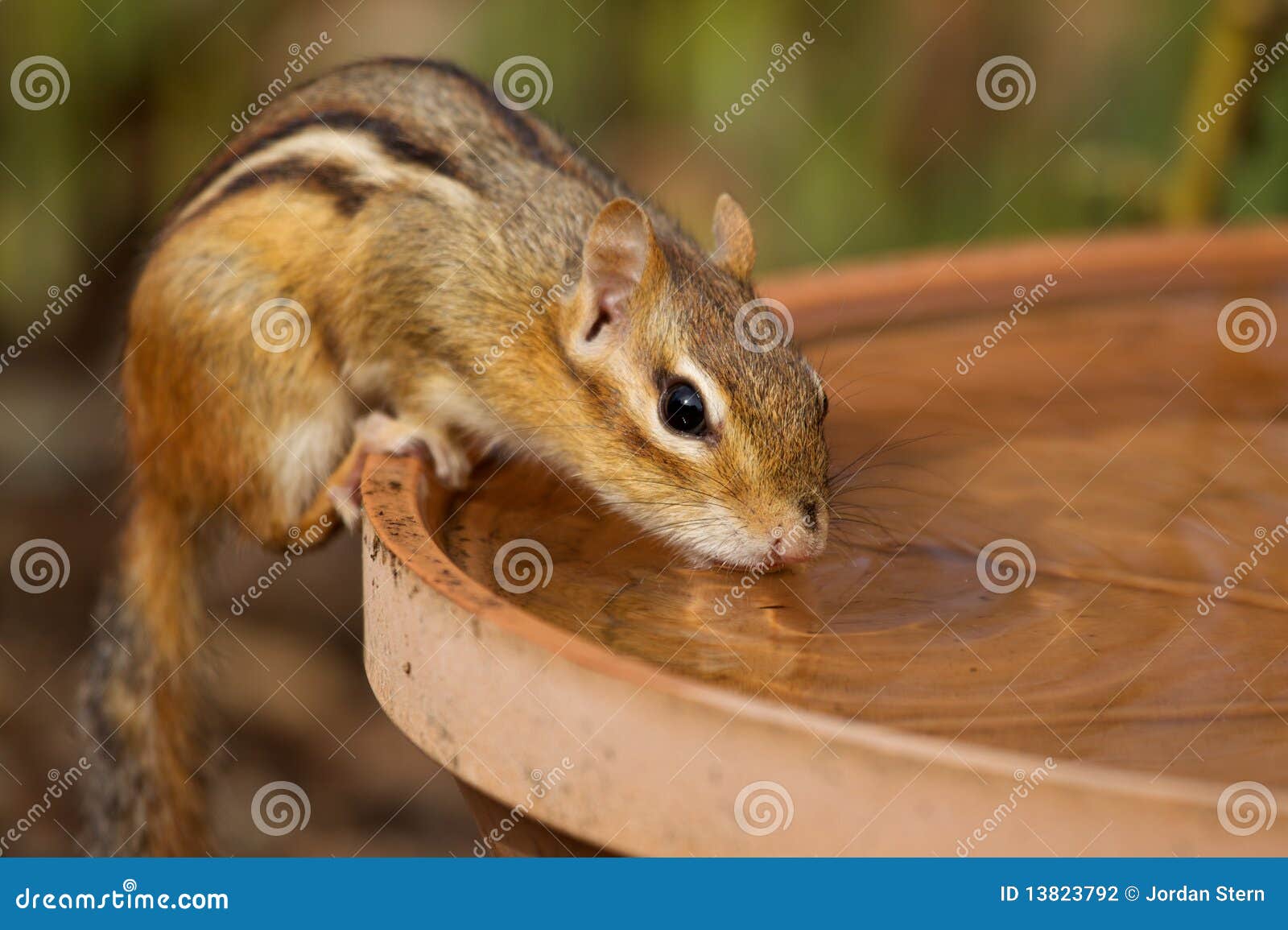 Thirsty Chipmunk stock photo. Image of animal, pets, backyard - 13823792