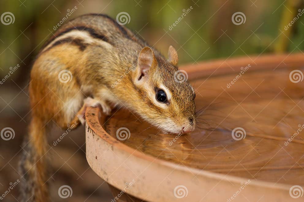 Thirsty Chipmunk stock photo. Image of animal, pets, backyard - 13823792