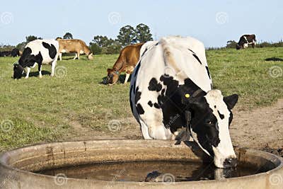 Thirsty Cow stock image. Image of trough, reservoir, agriculture - 37494787