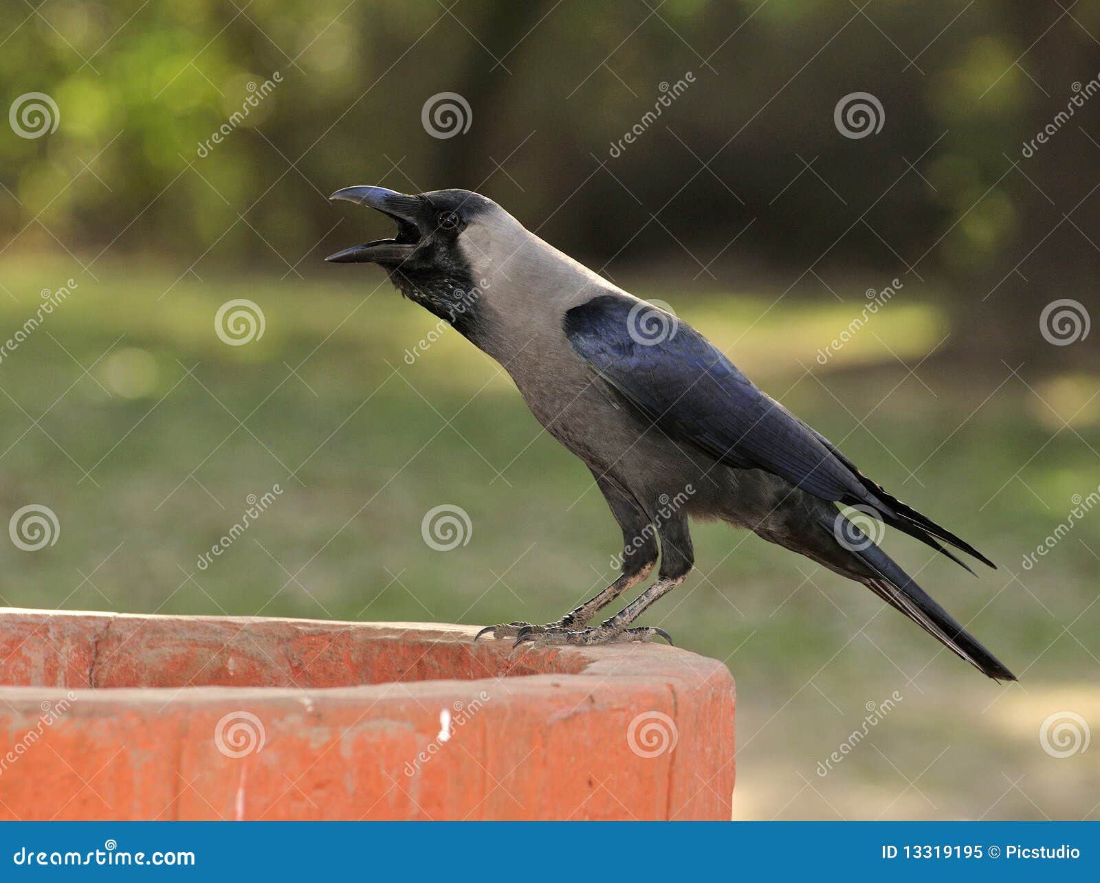 Thirsty Crow Royalty-Free Stock Photography | CartoonDealer.com #13319195