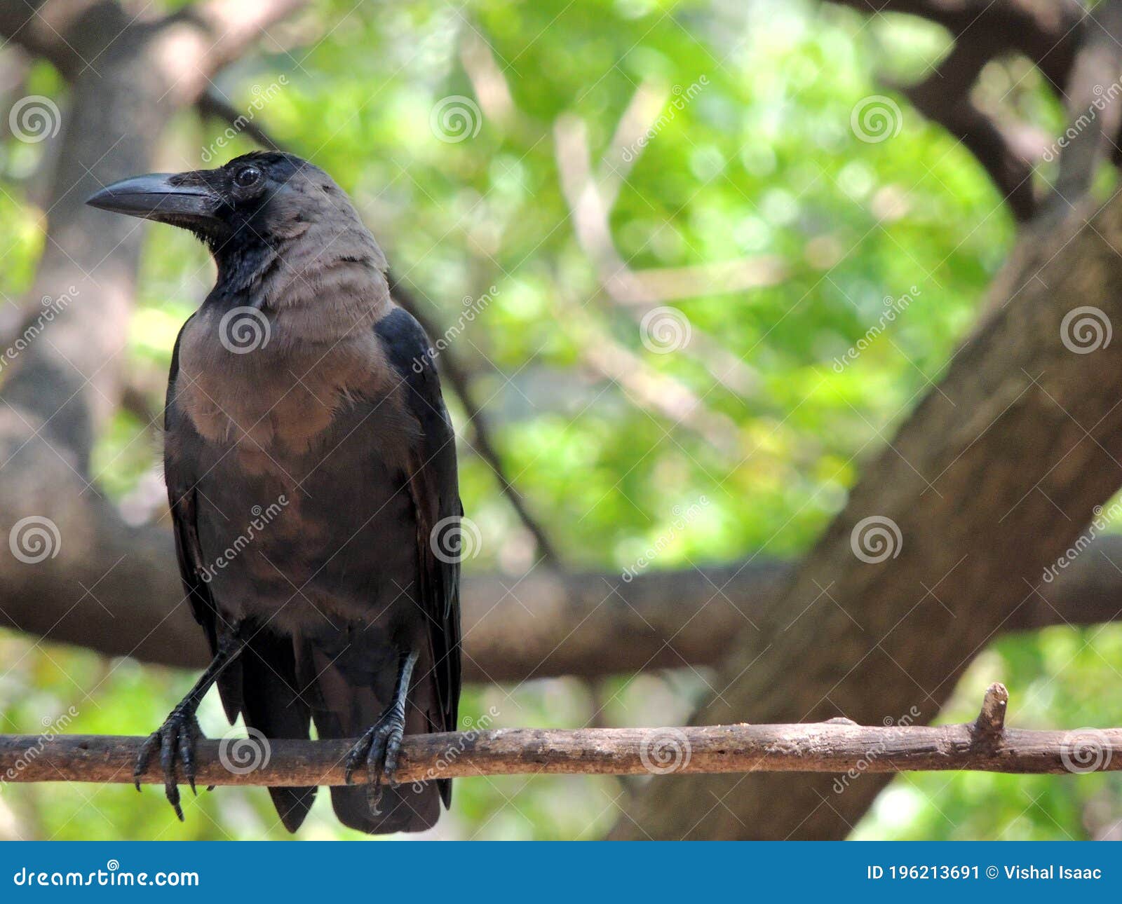 The Thirsty Crow Sitting on a Branch Stock Image - Image of leaves ...