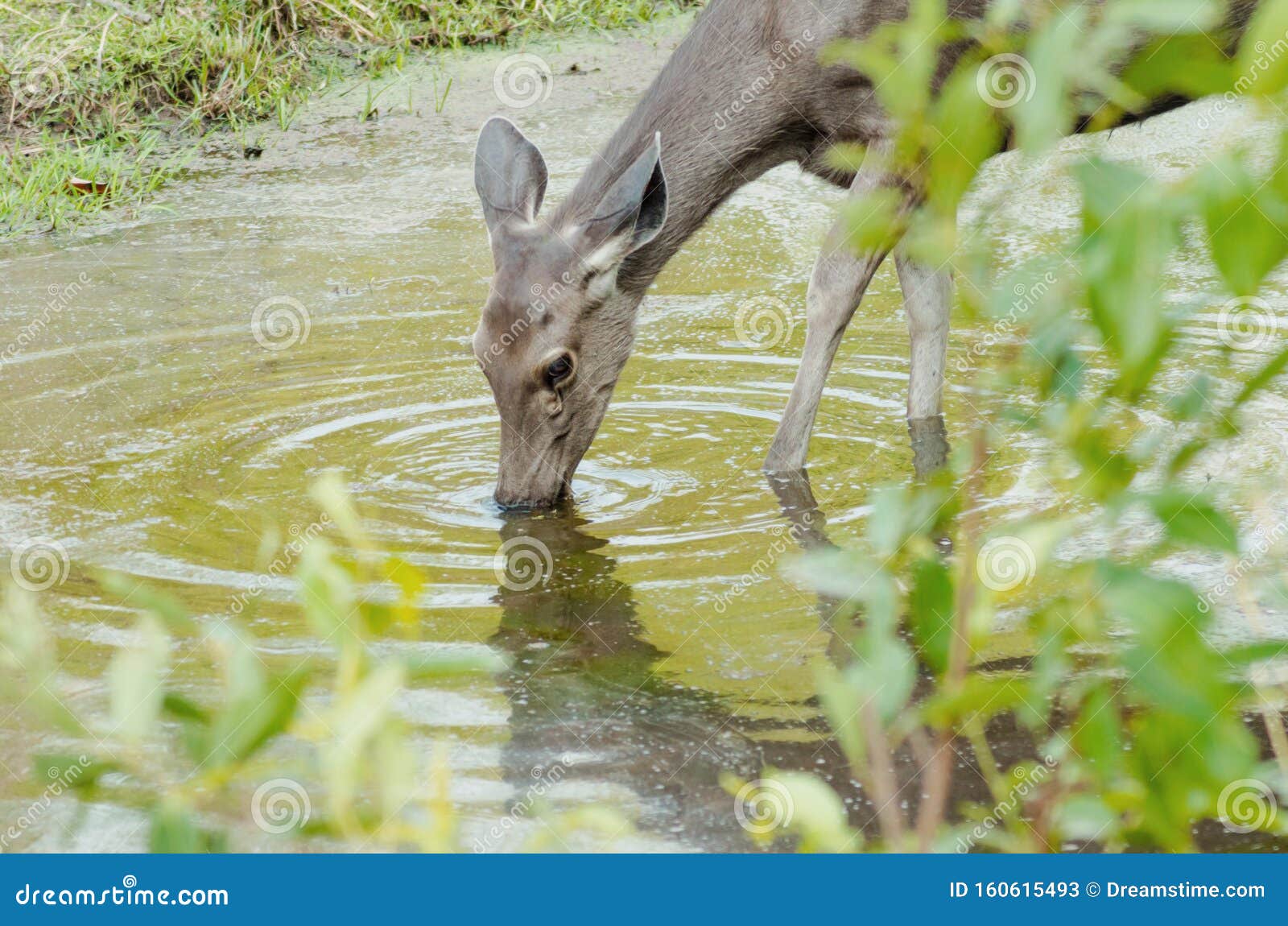 Thirsty Deer is Drinking Water Stock Image - Image of forest, deer: 160615493