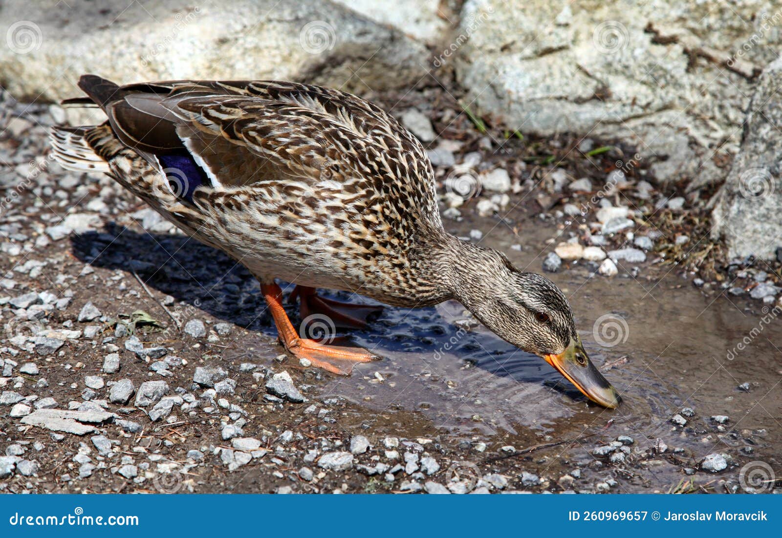 A Thirsty Duck Drinks Water from a Puddle Stock Image - Image of ...