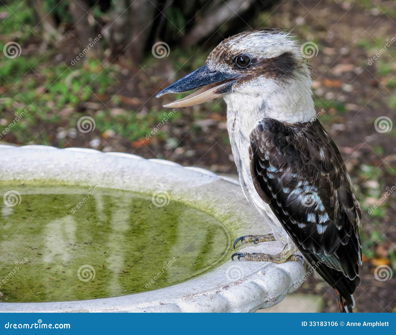 169 Dehydrated Bird Stock Photos - Free & Royalty-Free Stock Photos ...