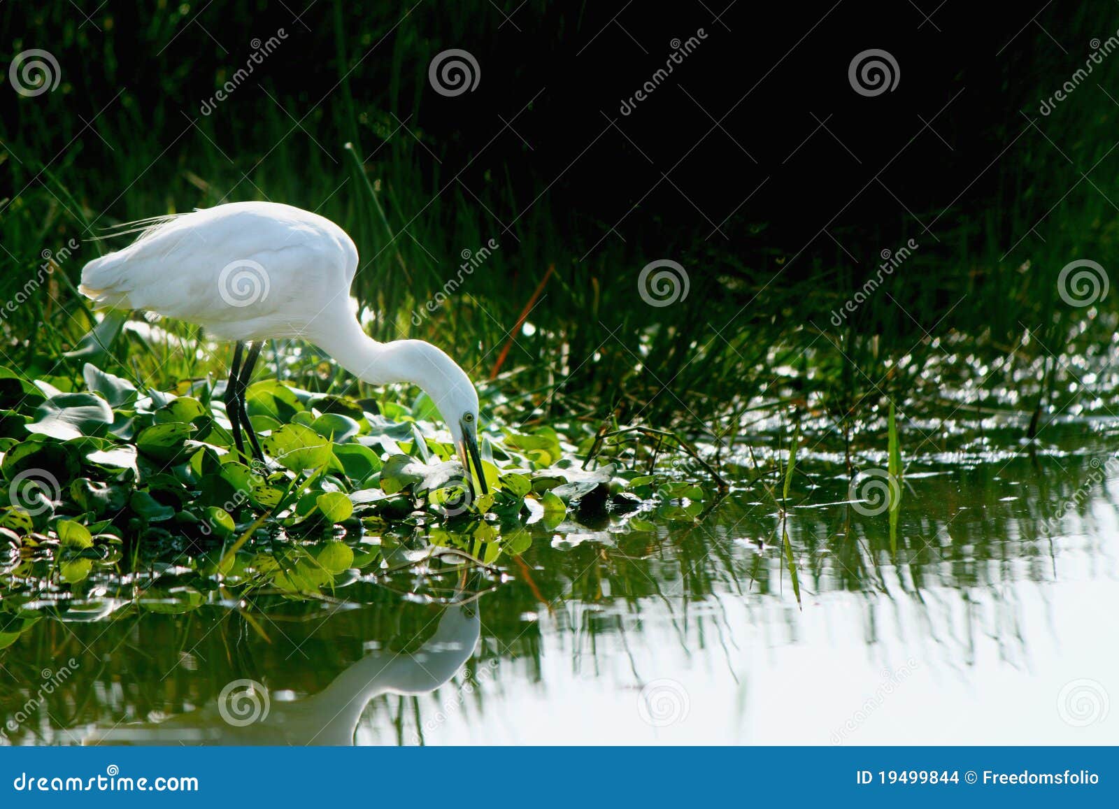 Thirsty Little Egret in Chilika Bird Sanctuary Stock Photo - Image of ...