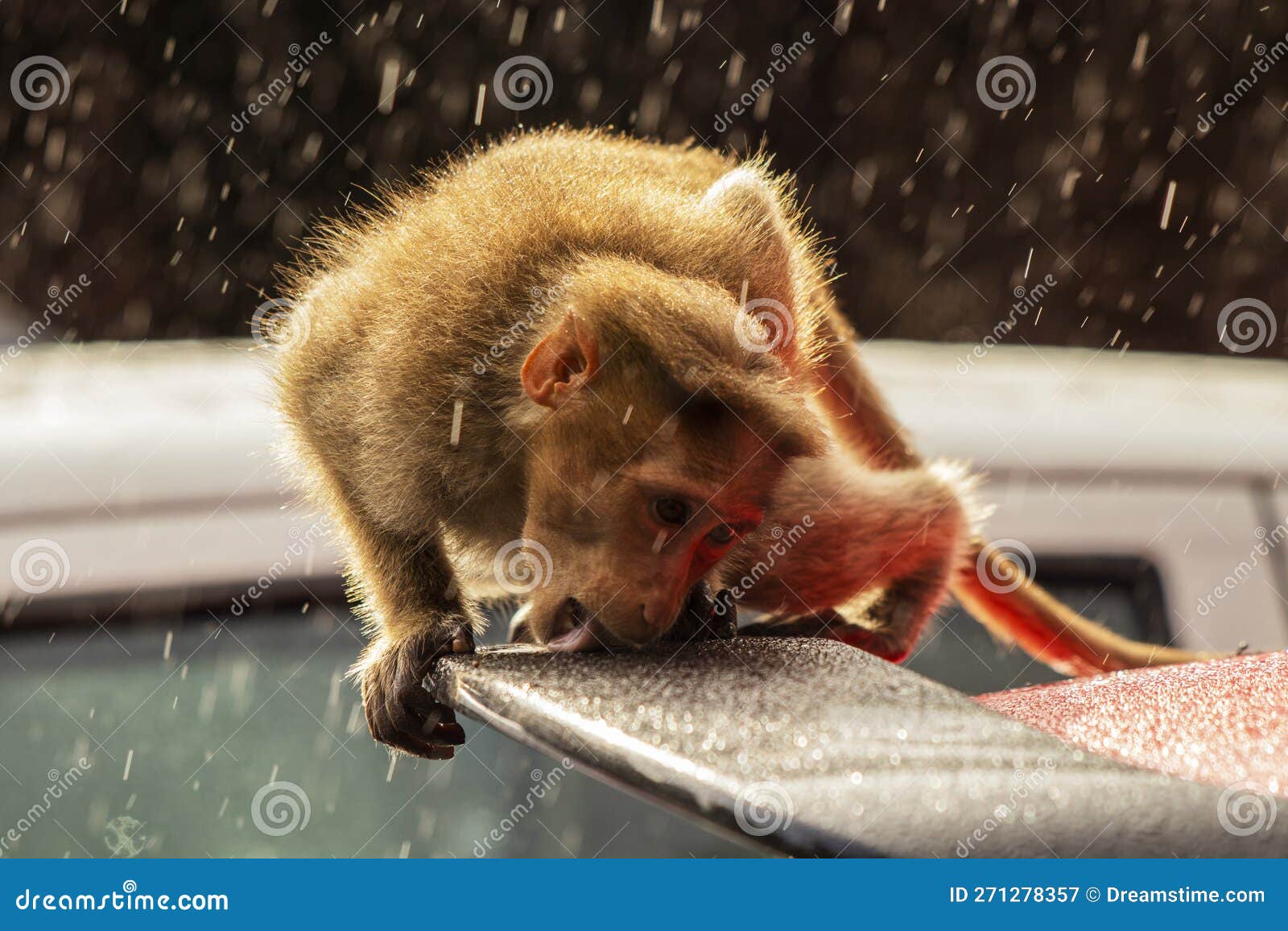 Thirsty Monkey Licking Water Drops Due To Scarcity of Water in Forest ...