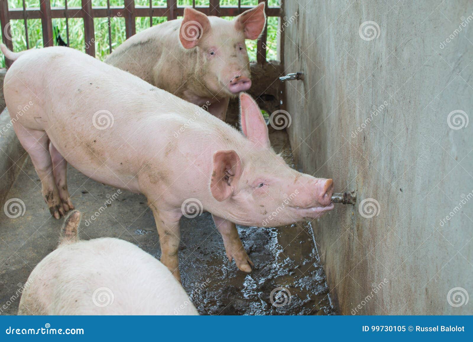 Pig Drinking Stock Photos - Download 525 Royalty Free Photos