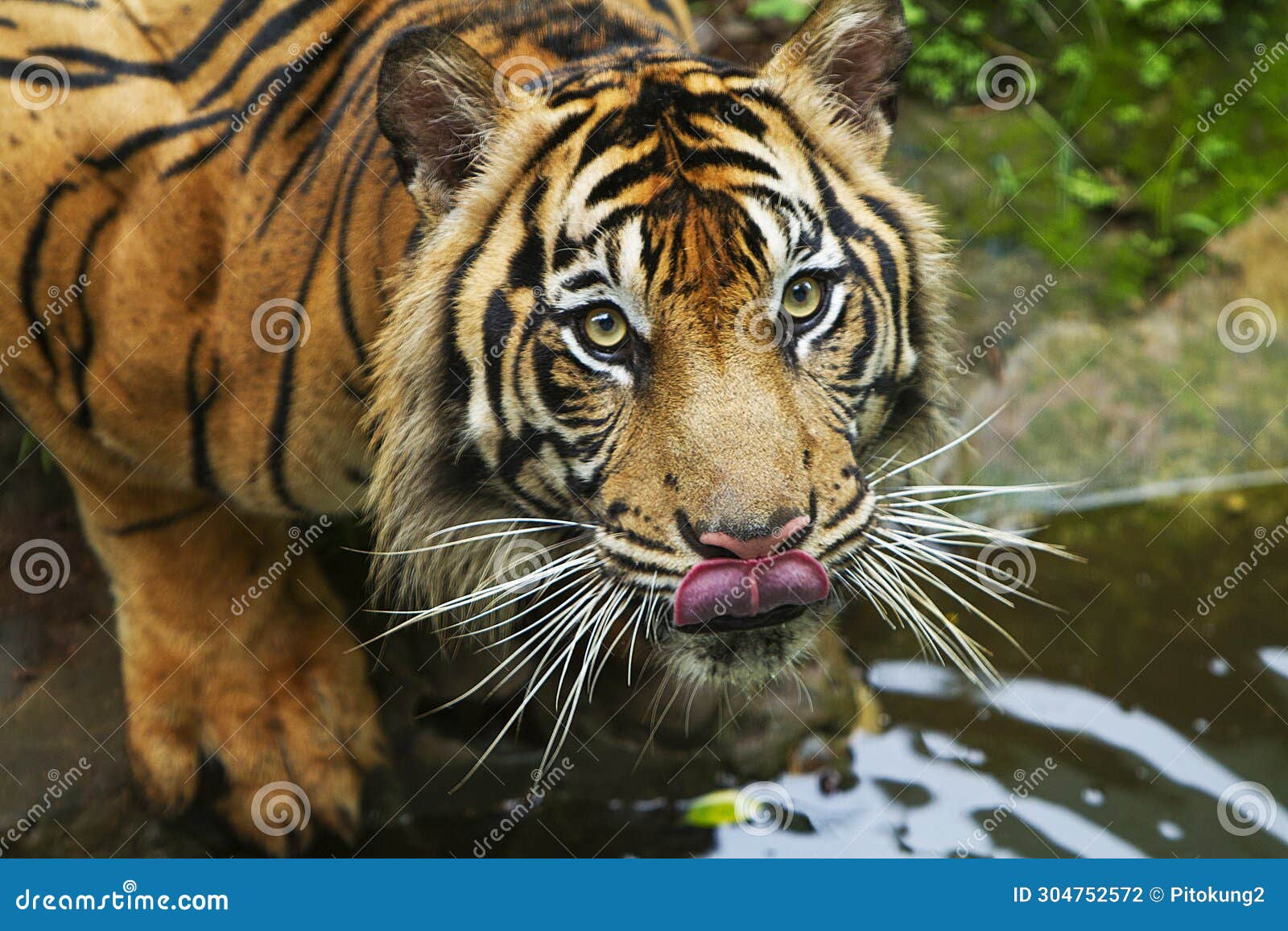 Thirsty stock photo. Image of claw, hunter, face, wildlife - 304752572