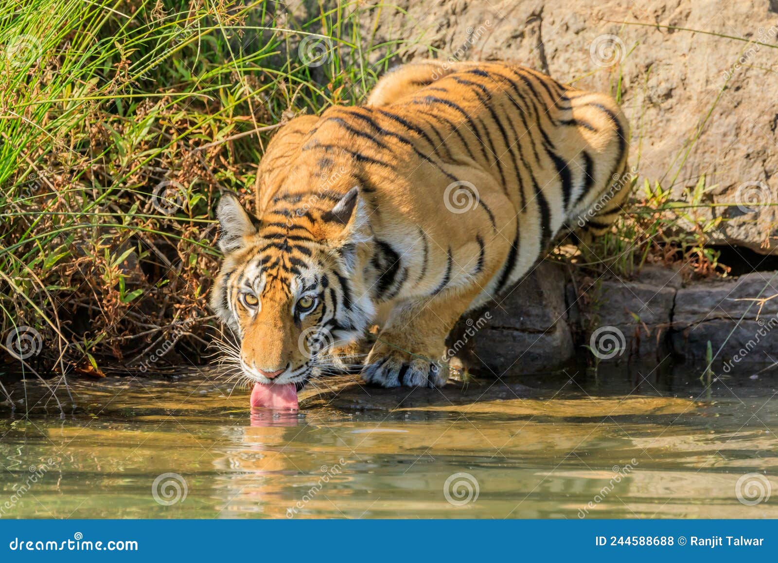 Thirsty Tiger Lapping Up Water Stock Photo - Image of bengal, royal ...