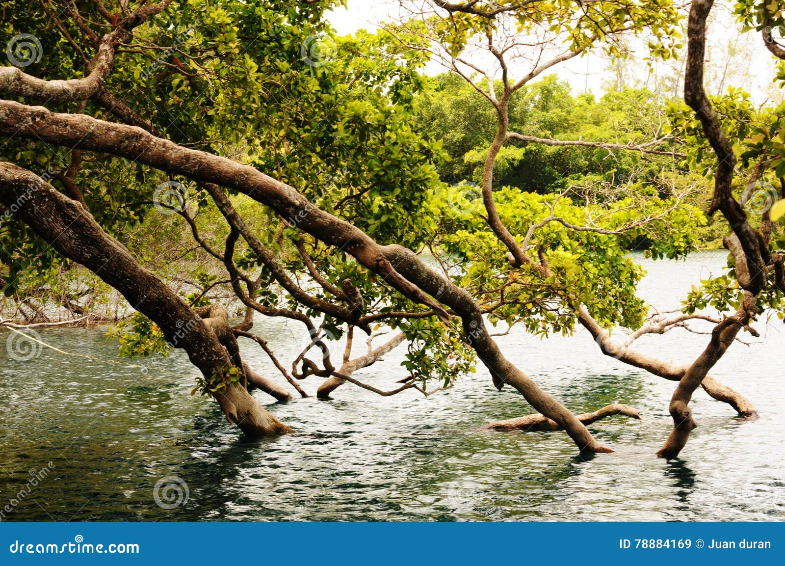 Thirsty tree stock image. Image of middle, water, searching - 78884169