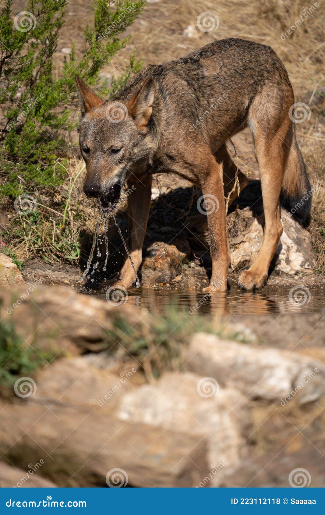 Thirsty Wolf Drinking Water in the Pond Stock Photo - Image of tasty ...