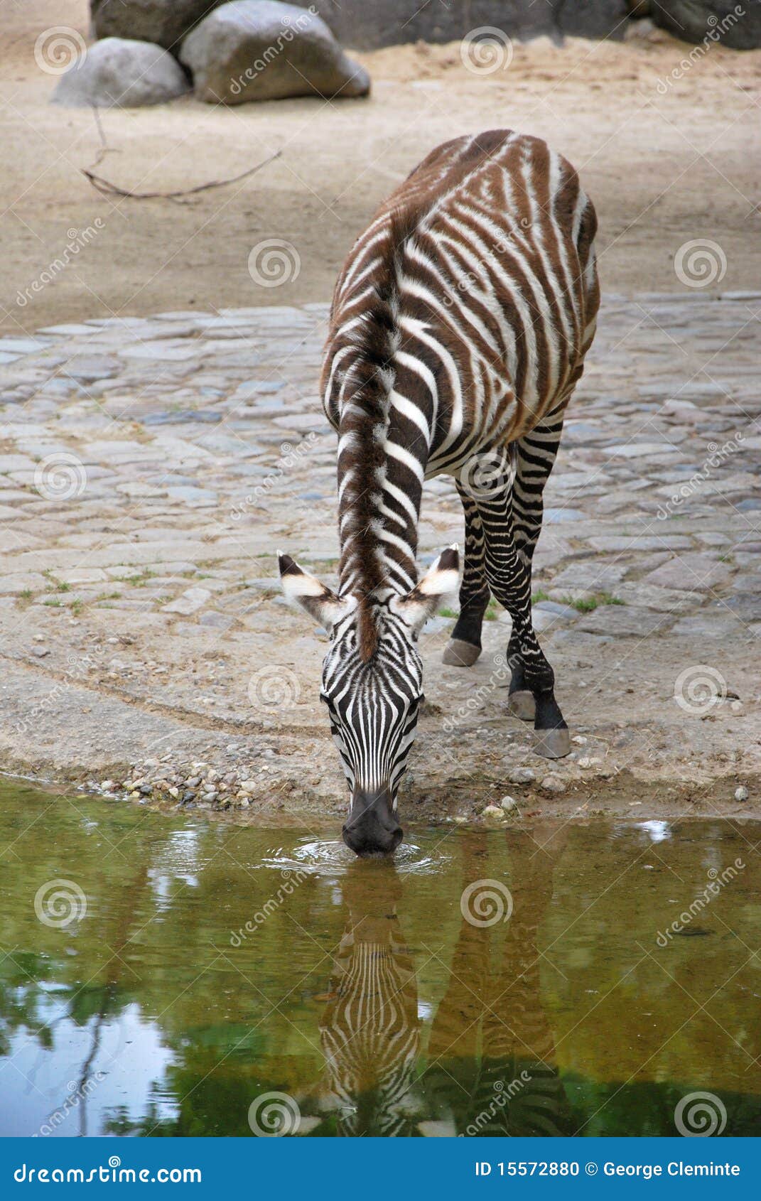 Thirsty Zebra Drinking Water Stock Photo - Image of water, herbivore ...