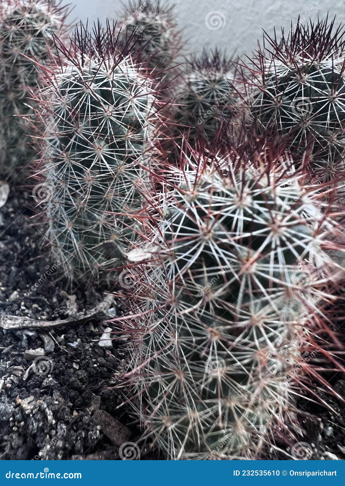 ThirstyCactus stock photo. Image of dirty, tree, dried - 232535610