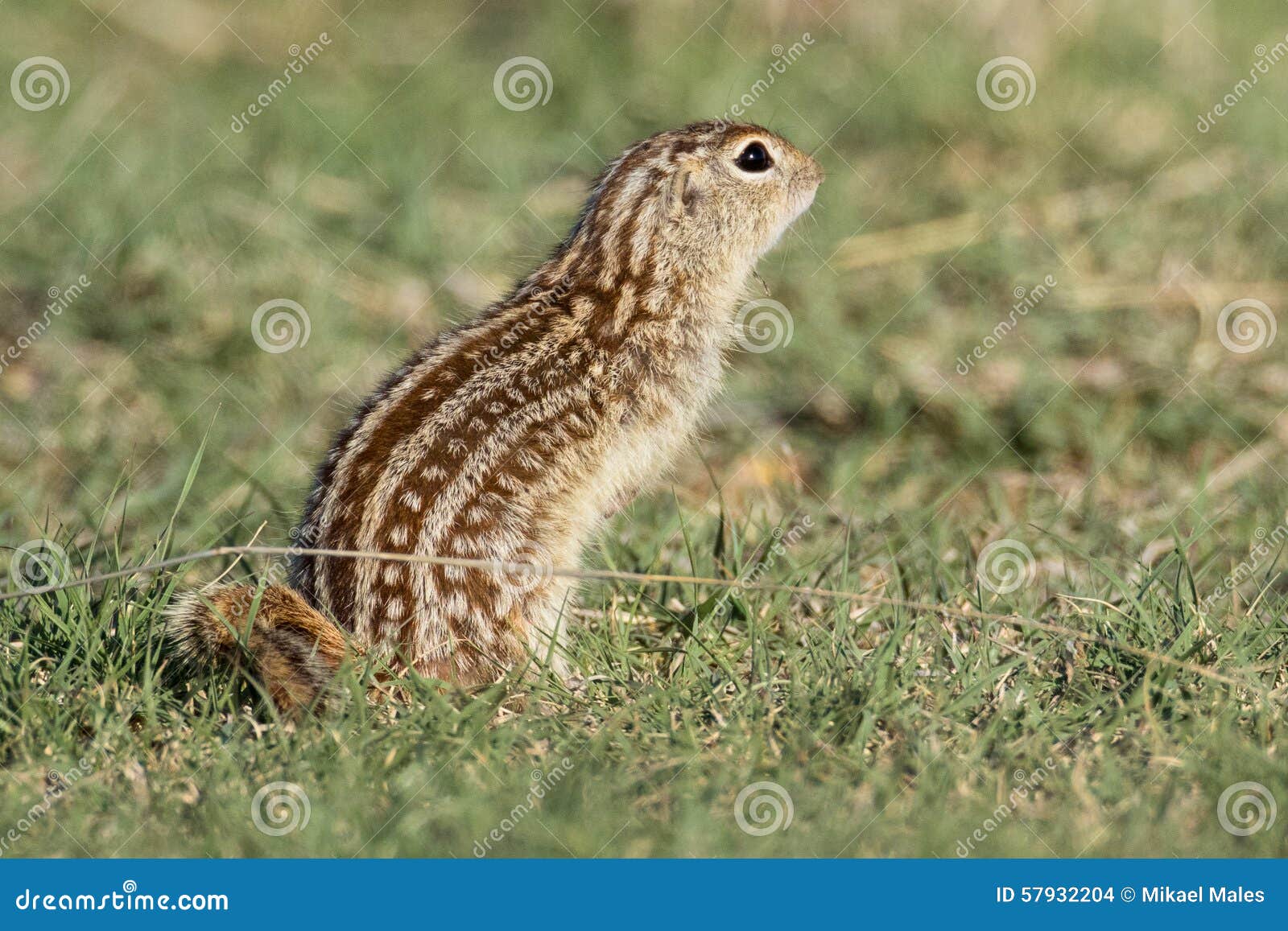Thirteen Lined Ground Squirrel in Prairie Stock Photo - Image of ...