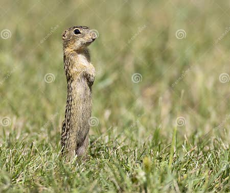 Thirteen-lined Ground Squirrel Standing in Grass Stock Photo - Image of ...