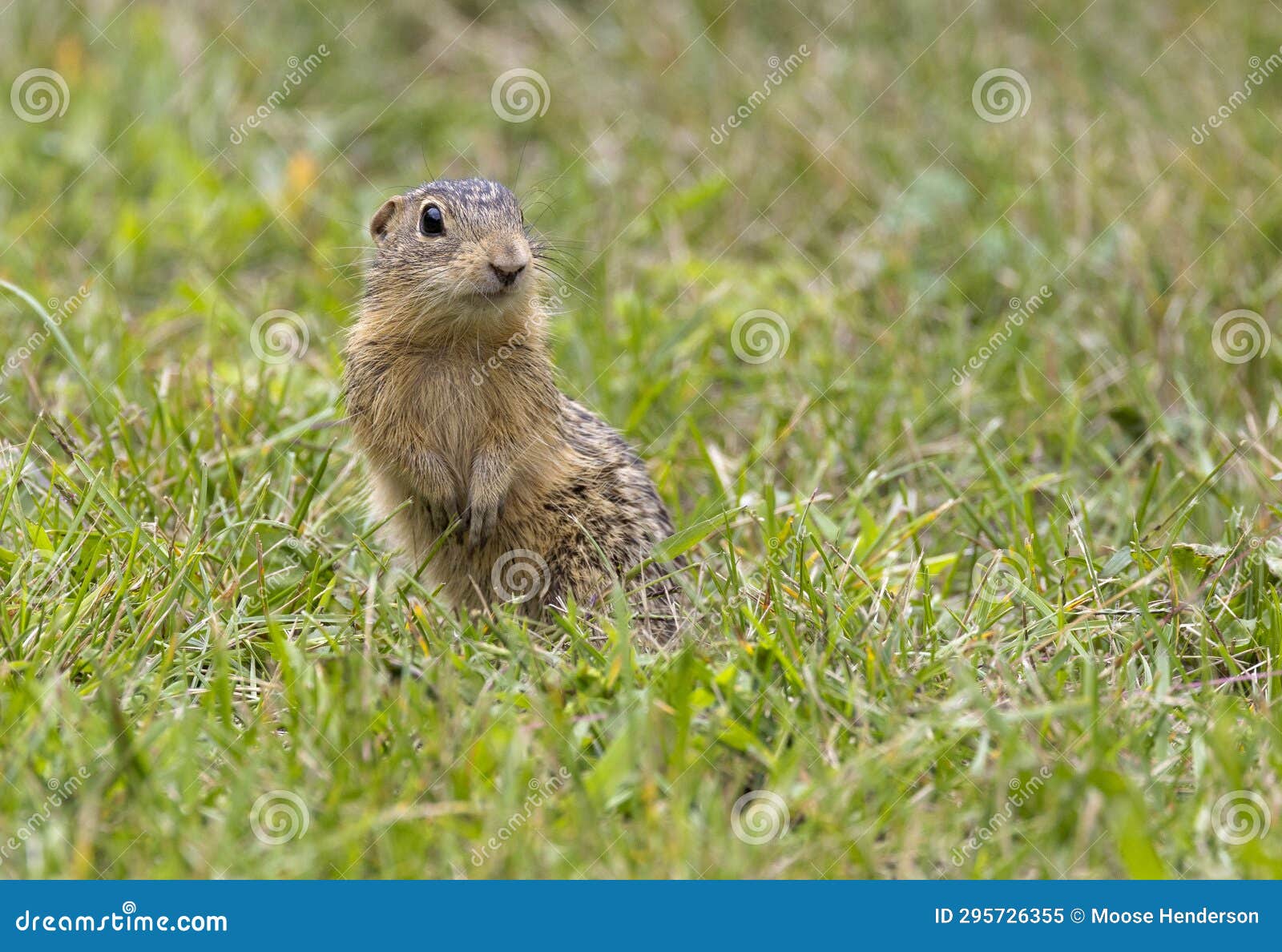 Thirteen-lined Ground Squirrel Standing in Grass Stock Image - Image of ...