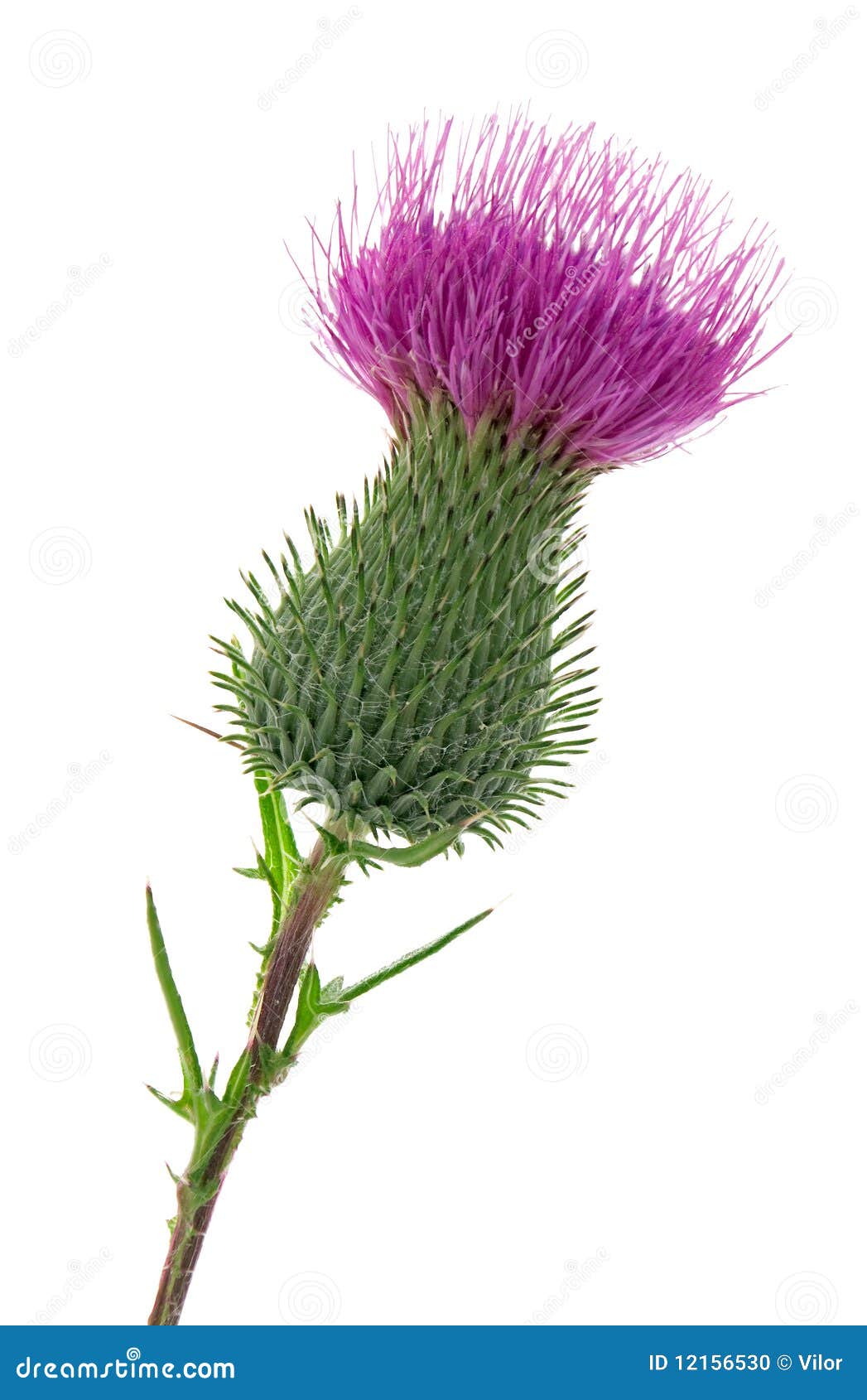 Thistle stock photo. Image of scotland, summer, color - 12156530