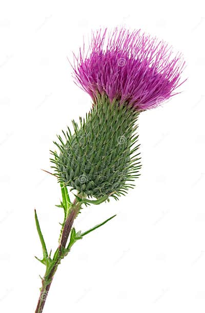 Thistle stock photo. Image of scotland, summer, color - 12156530
