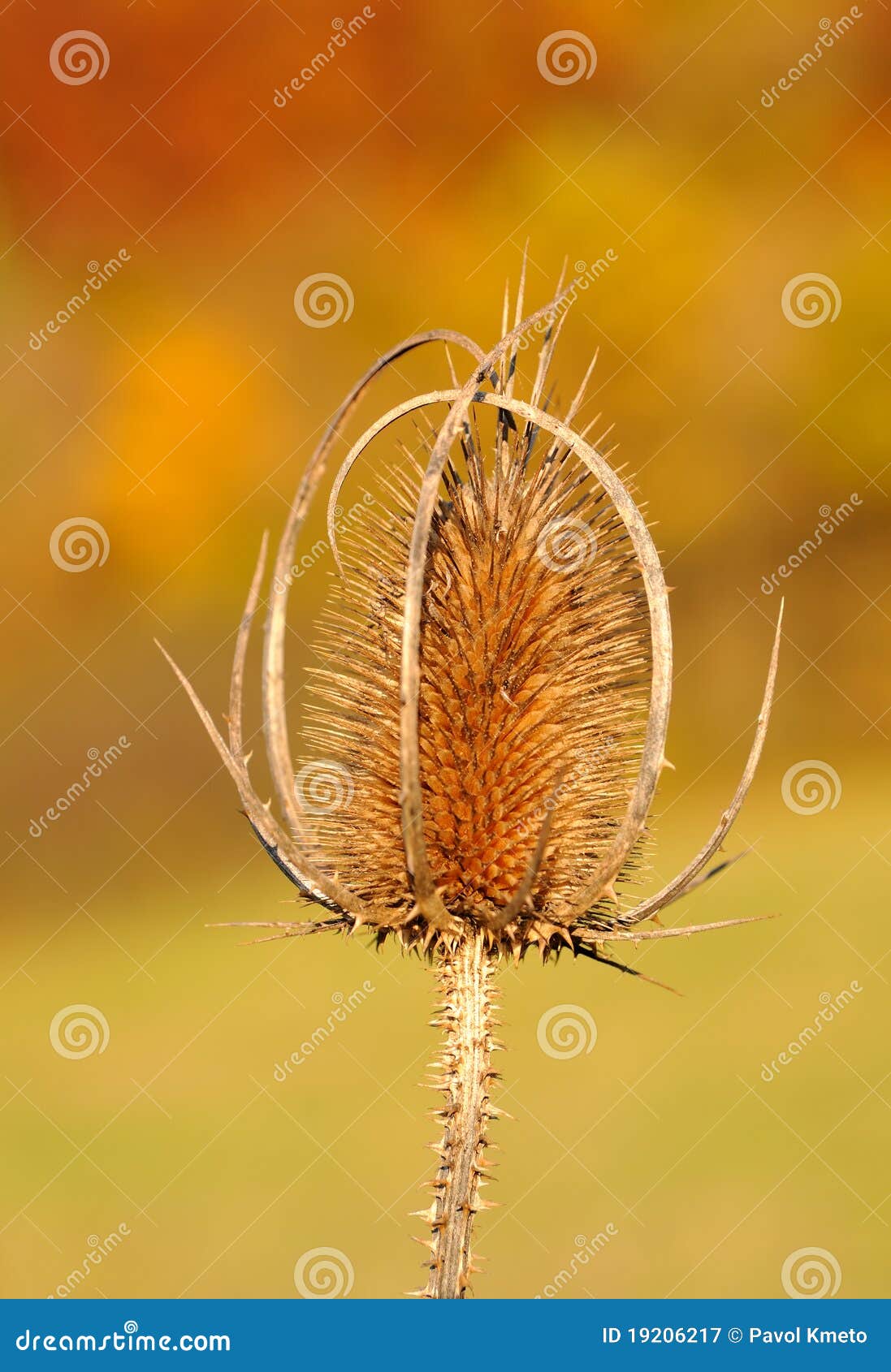 Thistle stock image. Image of natural, falls, prickly - 19206217