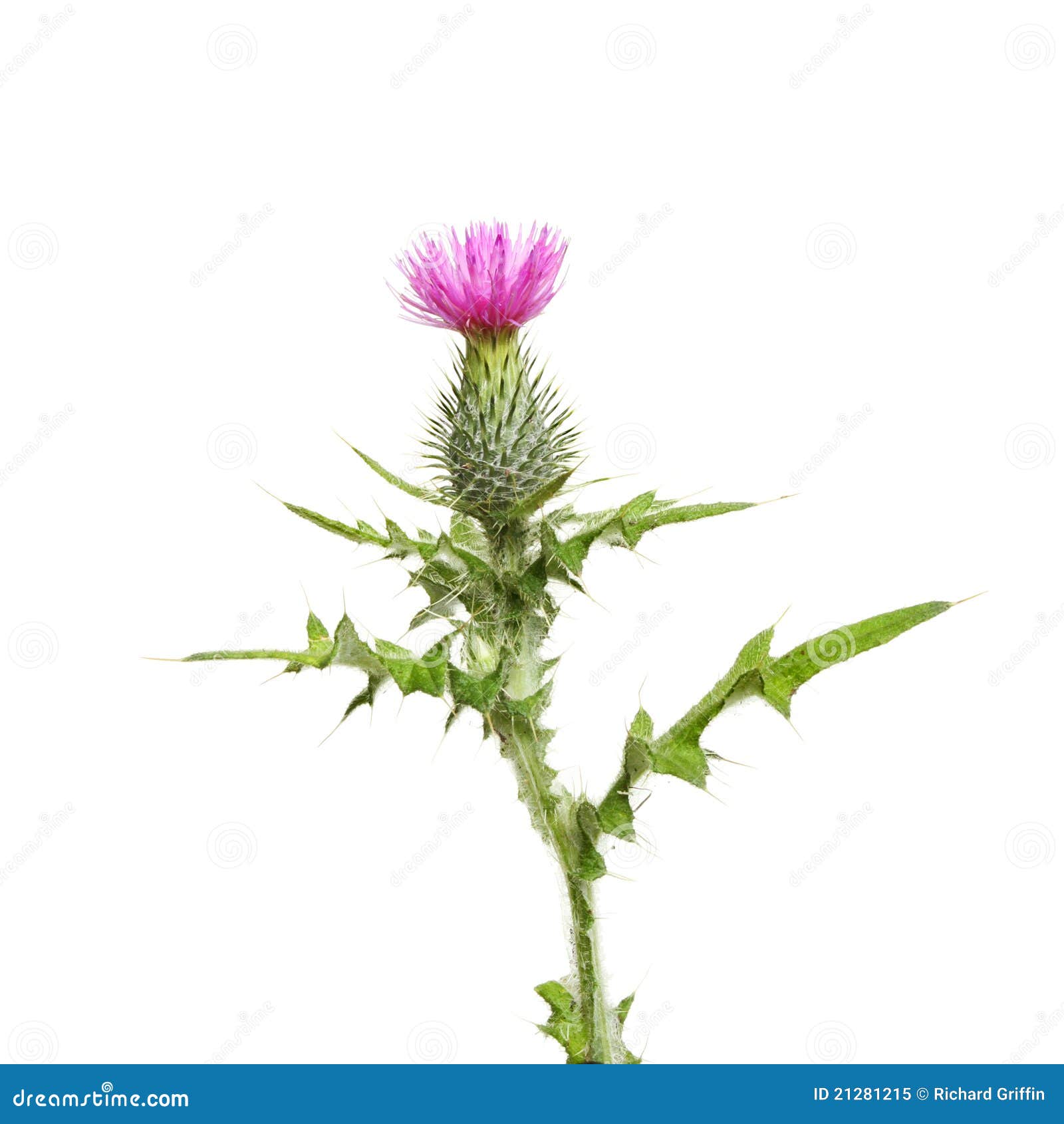 Thistle stock image. Image of petal, stalk, leaf, thistle - 21281215