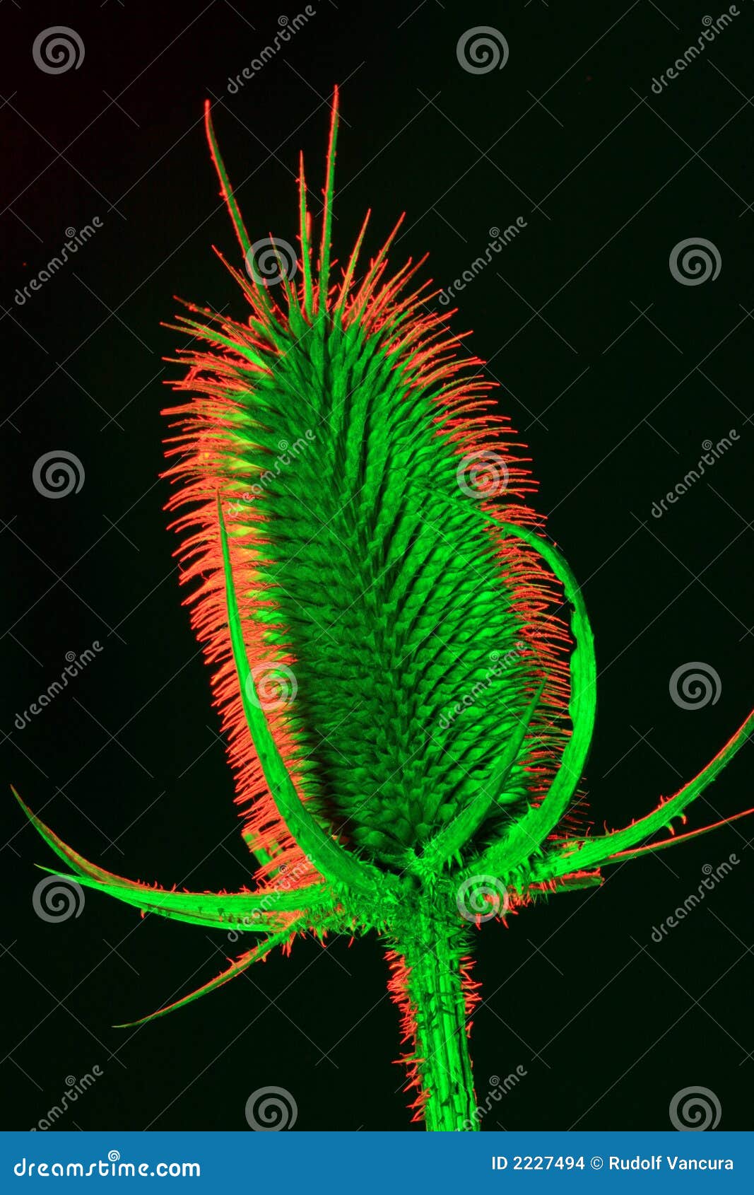 Thistle stock photo. Image of growth, barb, spines, weed - 2227494