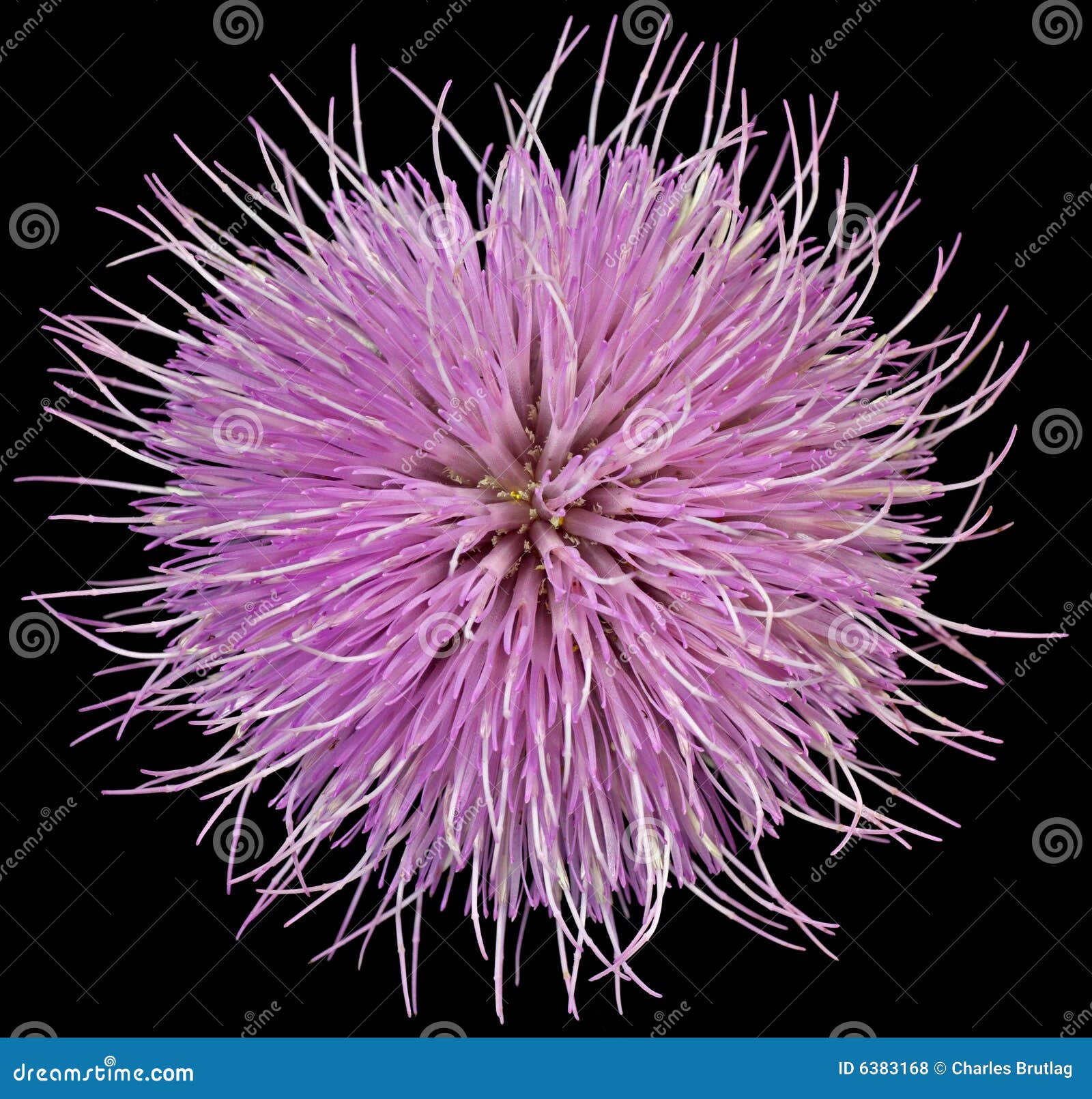 Thistle stock photo. Image of macro, vibrant, closeup - 6383168