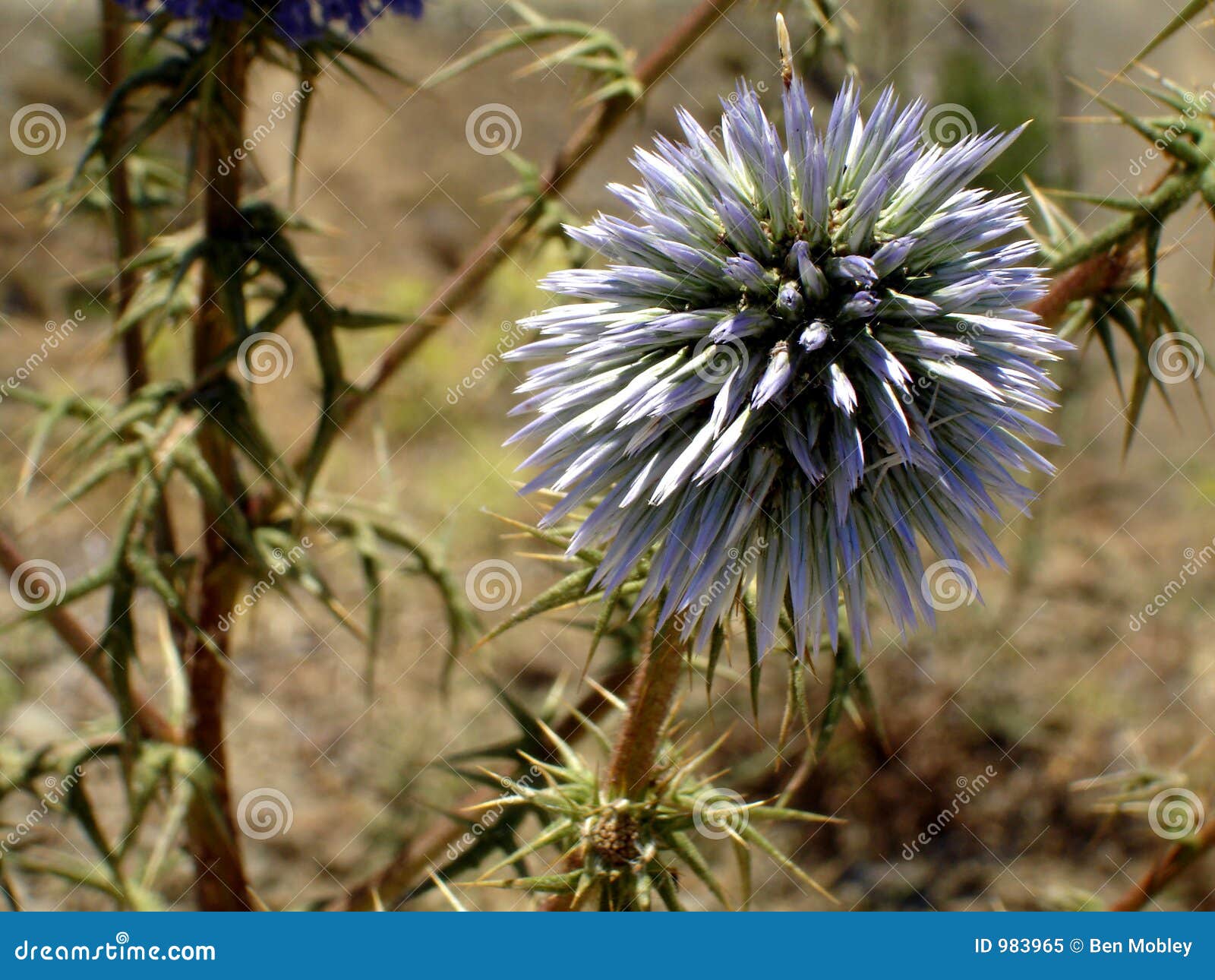 Thistle stock image. Image of wild, grow, leaf, brown, flower - 983965