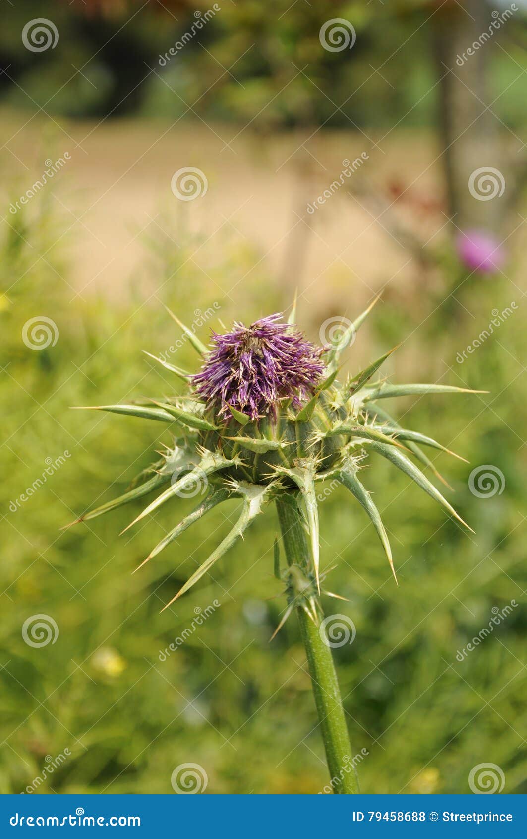 Thistle stock photo. Image of garden, purple, flowers - 79458688