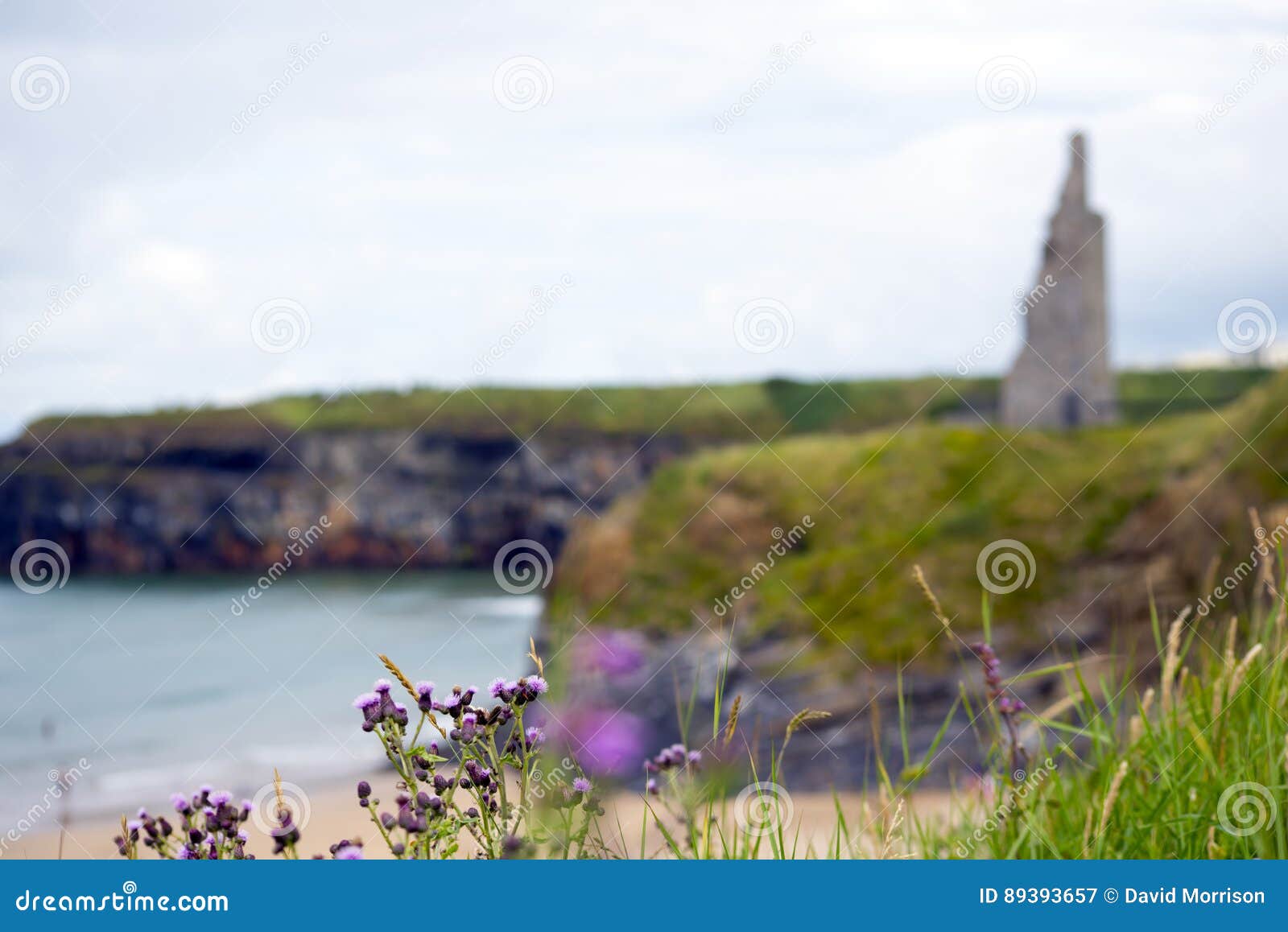 Thistle at Beach Cliffs and Castle Stock Image - Image of ballybunion ...