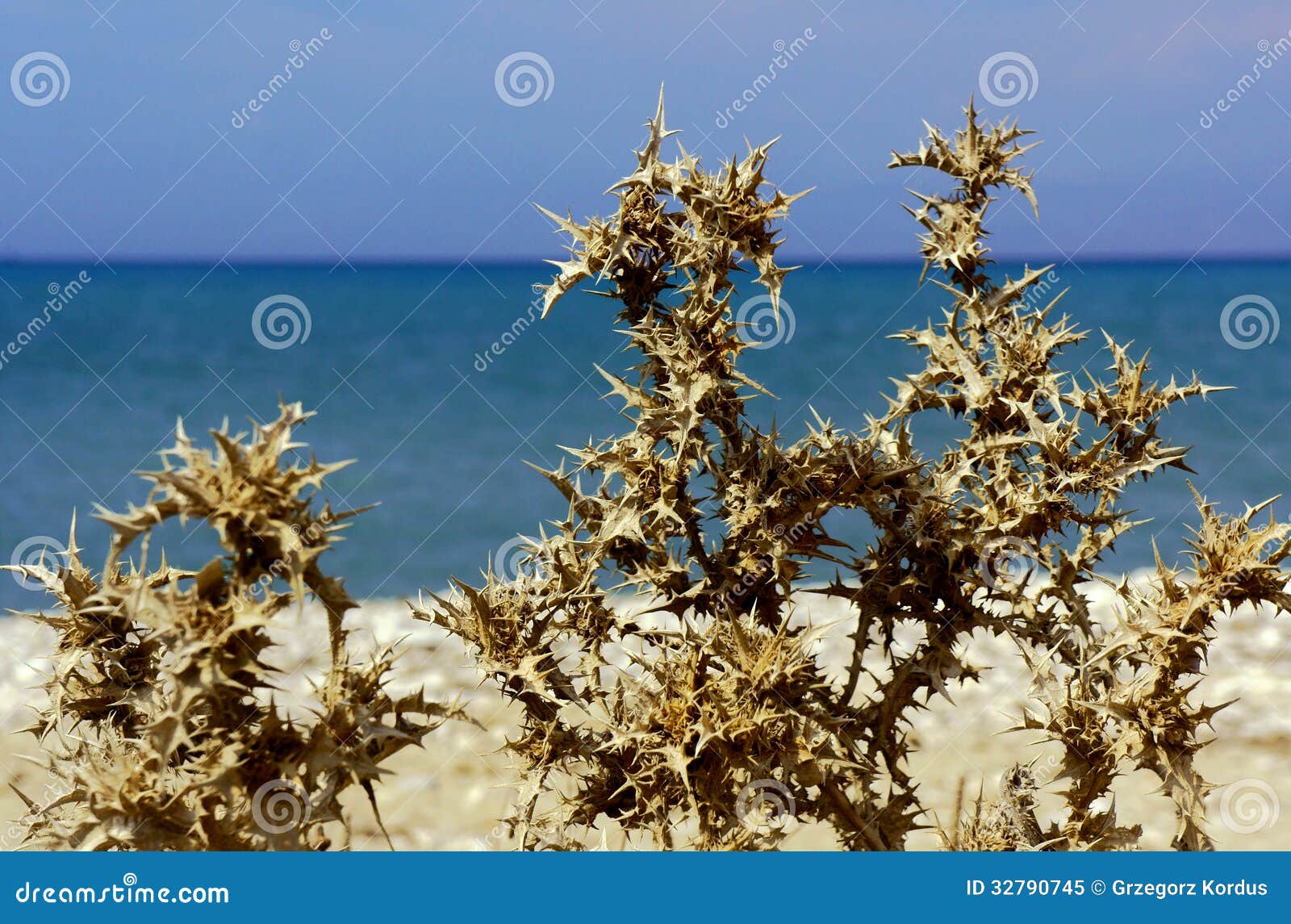 Thistle on the beach stock image. Image of nature, plant - 32790745