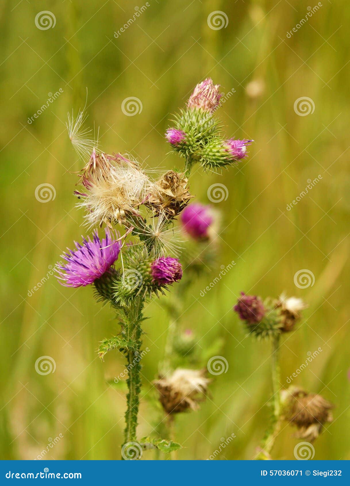 Thistle stock image. Image of crop, buds, pasture, inflorescence - 57036071