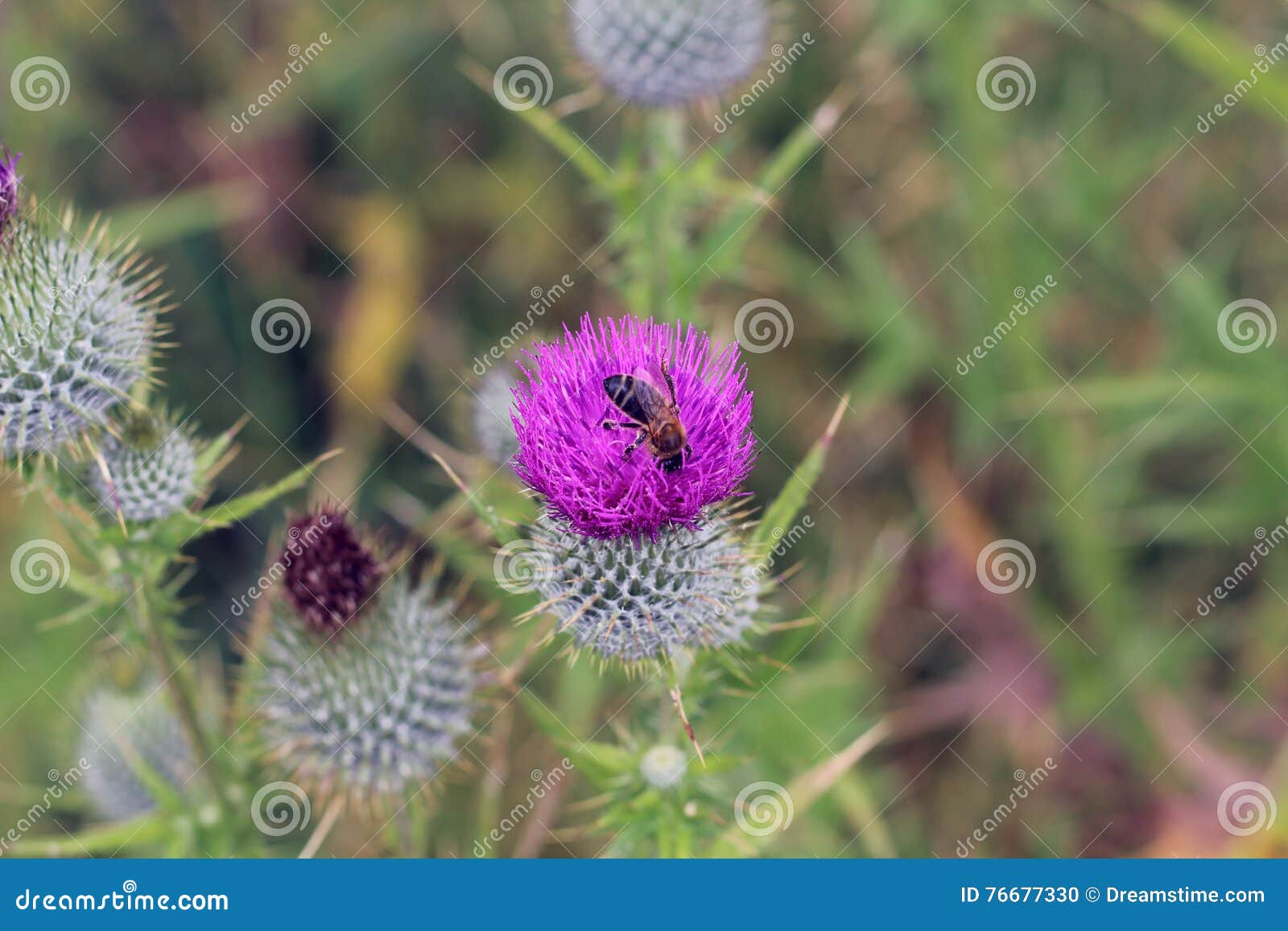 Thistle Bee stock photo. Image of sting, hawaii, plant - 76677330
