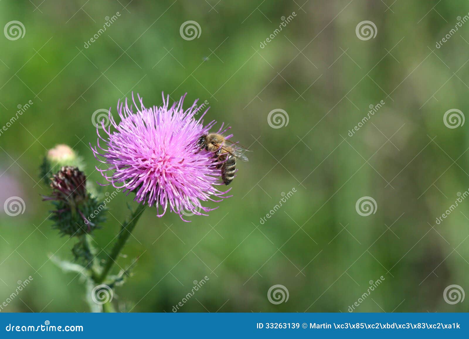 Thistle bee stock image. Image of wings, spring, insect - 33263139